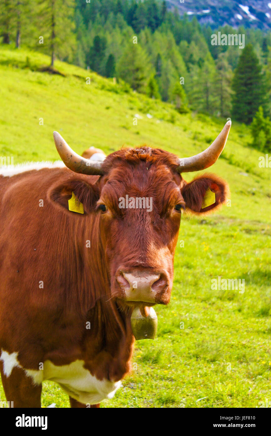 Austrian cow bell hi-res stock photography and images - Alamy