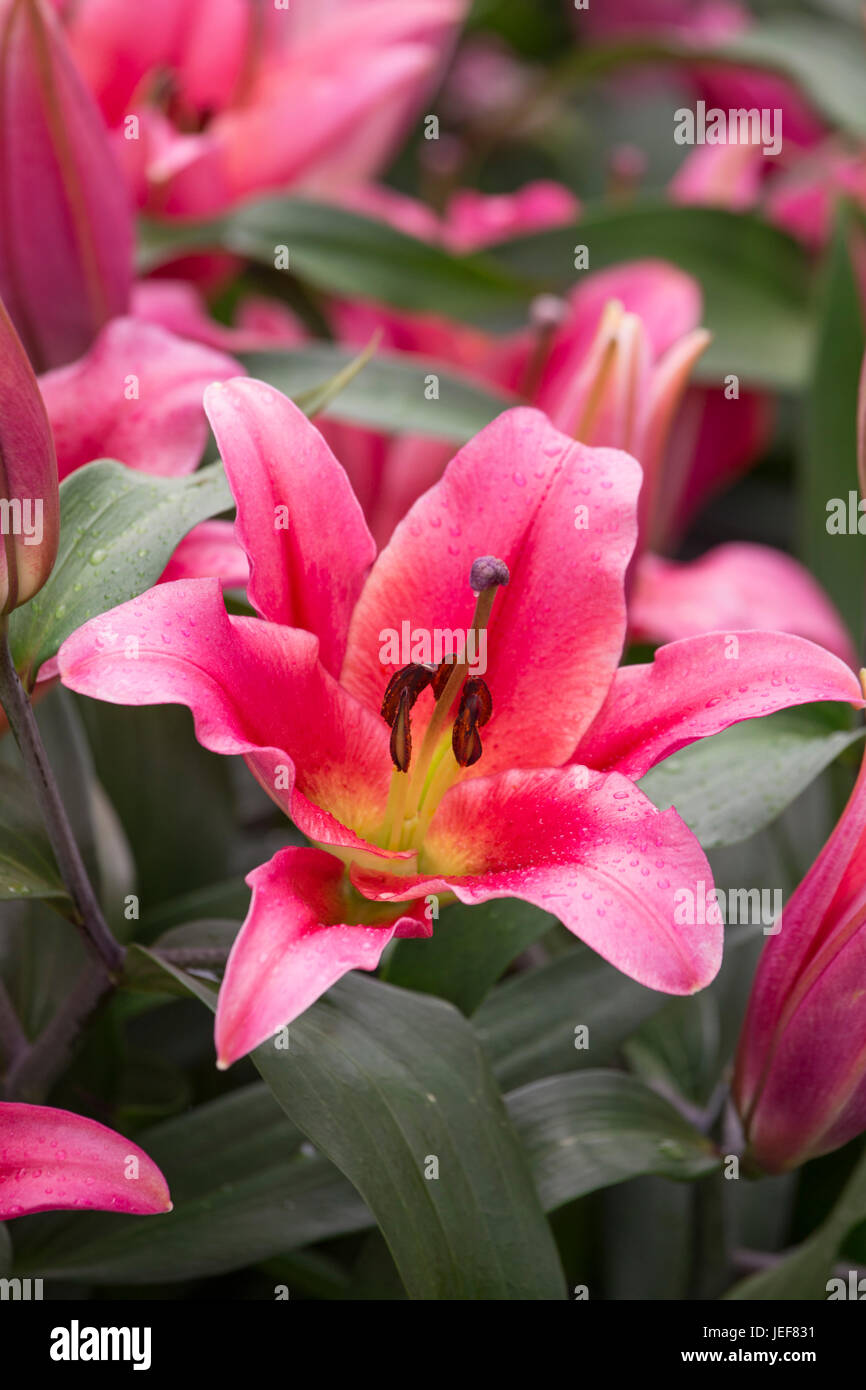 Lilium muscat hi-res stock photography and images - Alamy