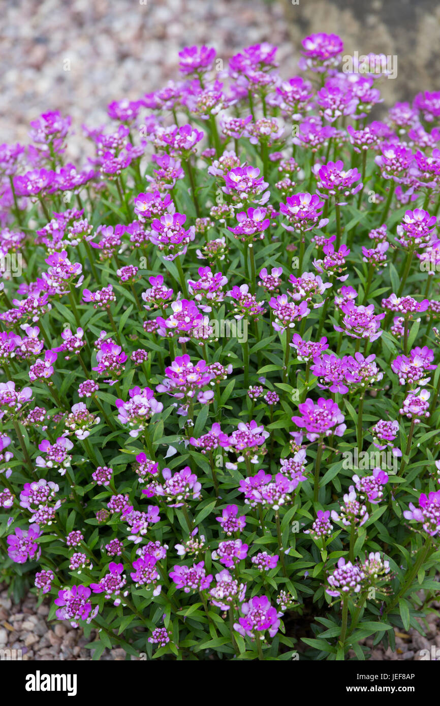 Lberis 'absolutely amethyst' Stock Photo - Alamy