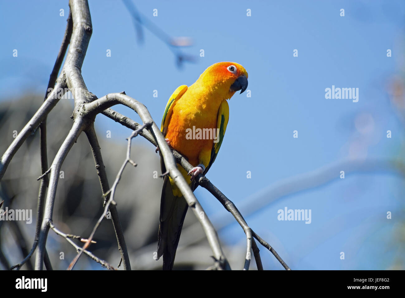 Portrait of a small coloured parrot., Portrait eines kleinen bunten ...