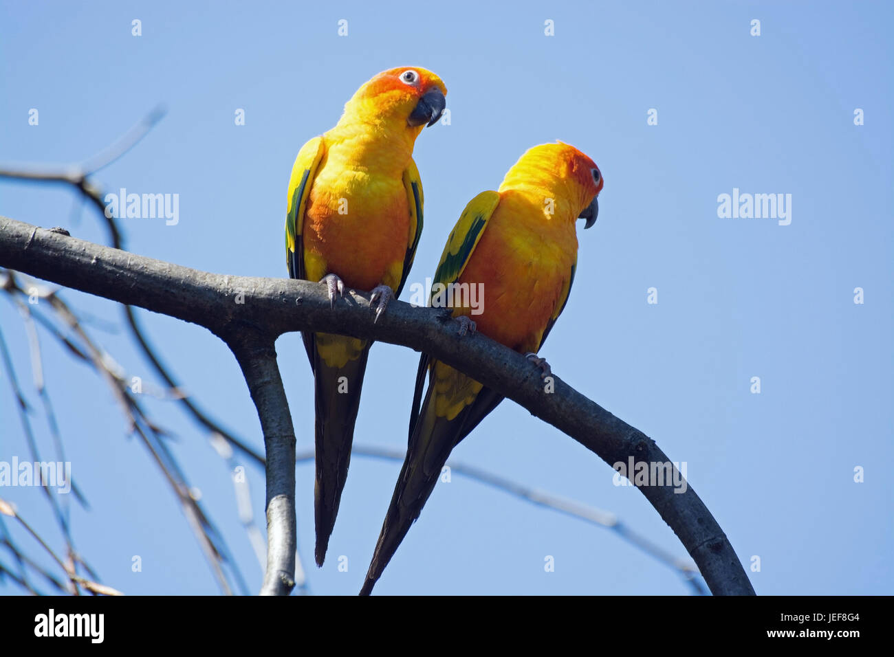 Portrait of a small coloured parrot., Portrait eines kleinen bunten ...
