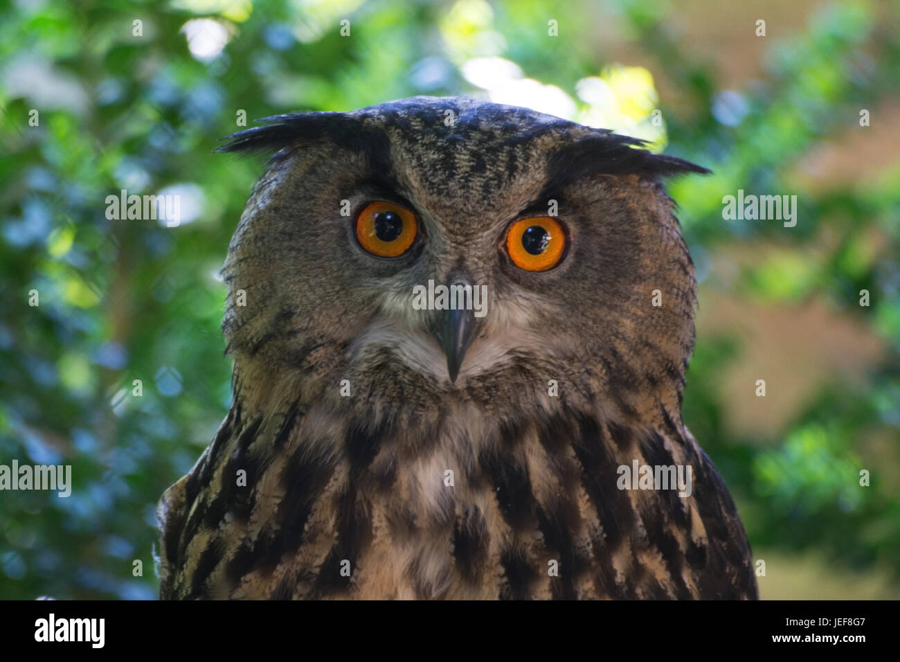 Portrait of an eagle owl, called in Latin Bubo Bubo., Portrait eines ...