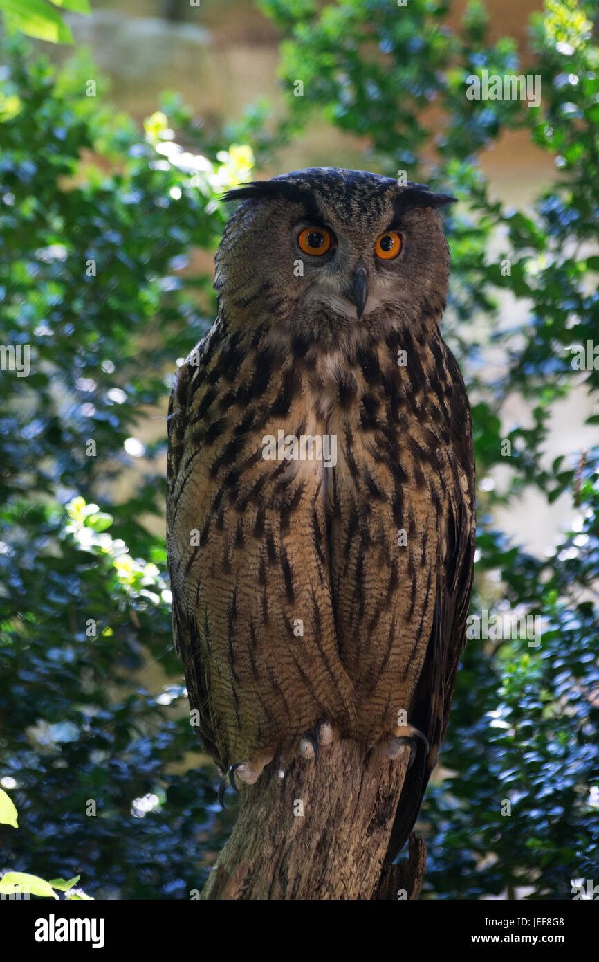 Portrait of an eagle owl, called in Latin Bubo Bubo., Portrait eines ...