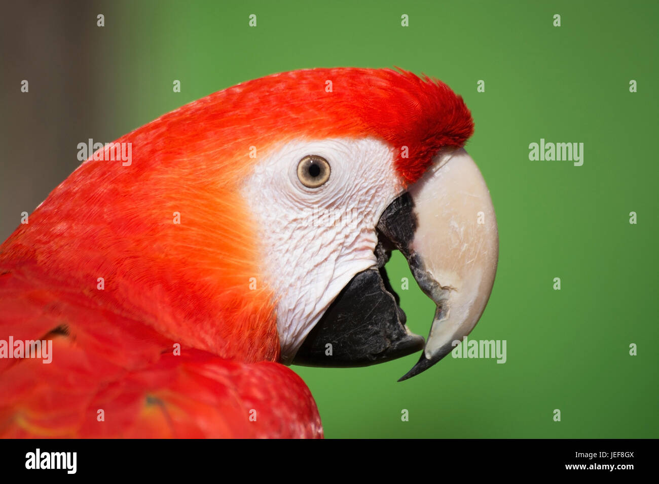 Portrait of a light-red Ara, in Latin Ara Macao., Portrait eines ...