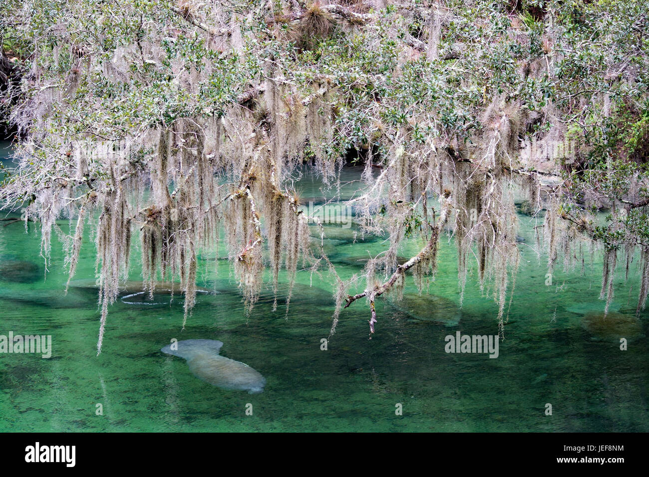 The Blue Jumping State park offers unique semitropical hardwood woods ...