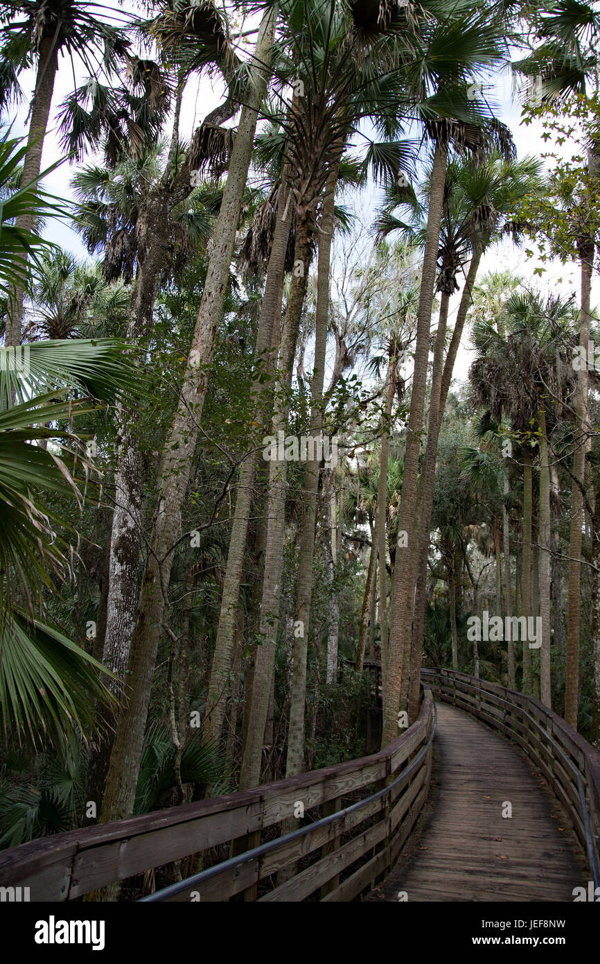 The Blue Jumping State park offers unique semitropical hardwood woods ...