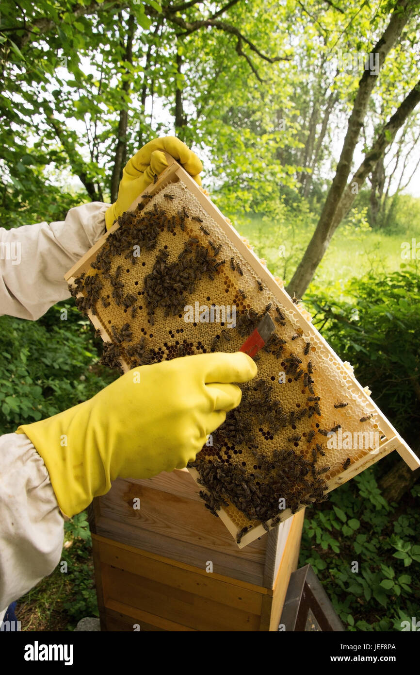 Beekeeper with the honey production in a beekeeping., Imker bei der ...