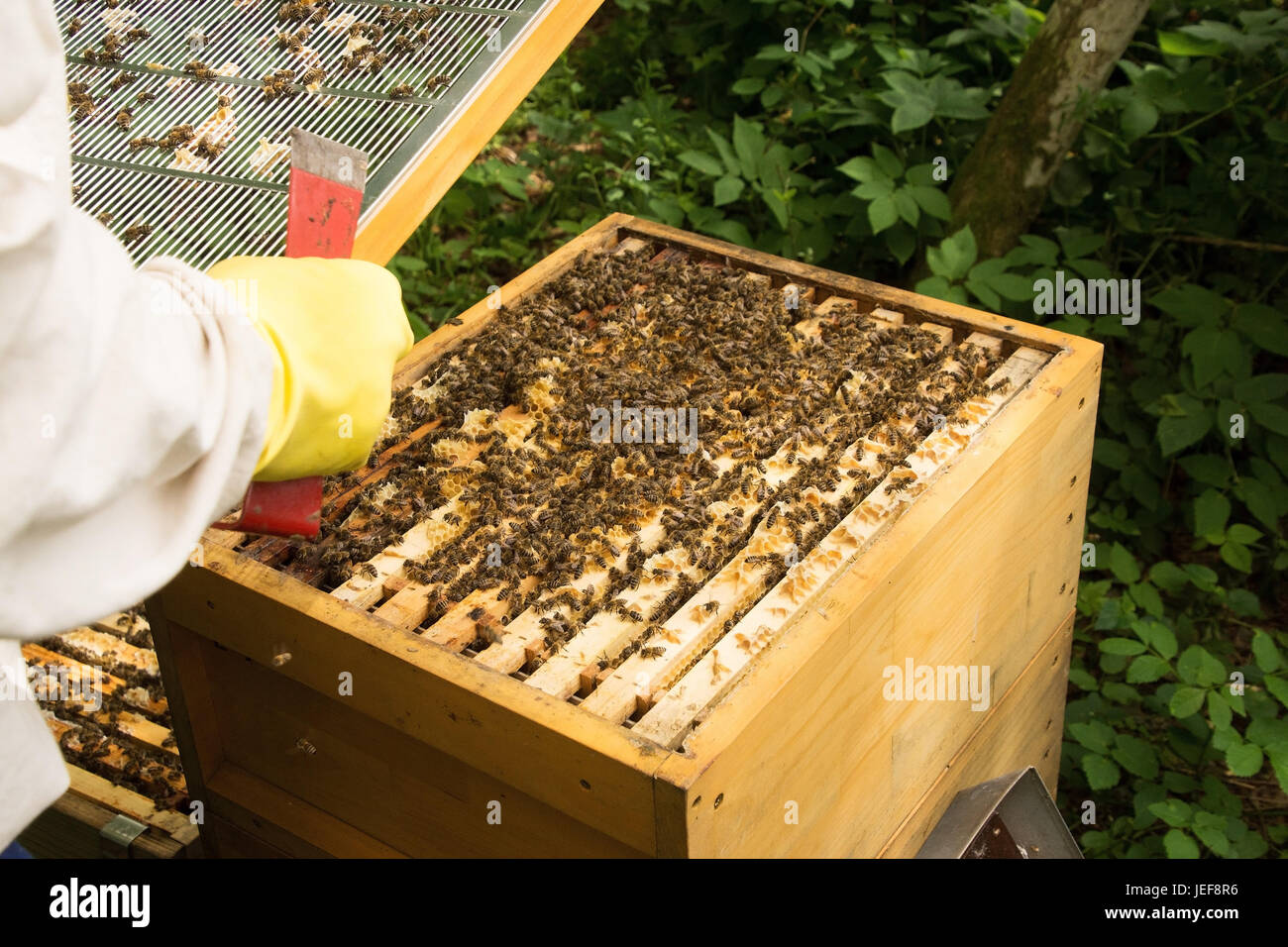 Beehive to the honey production in a beekeeping Stock Photo - Alamy