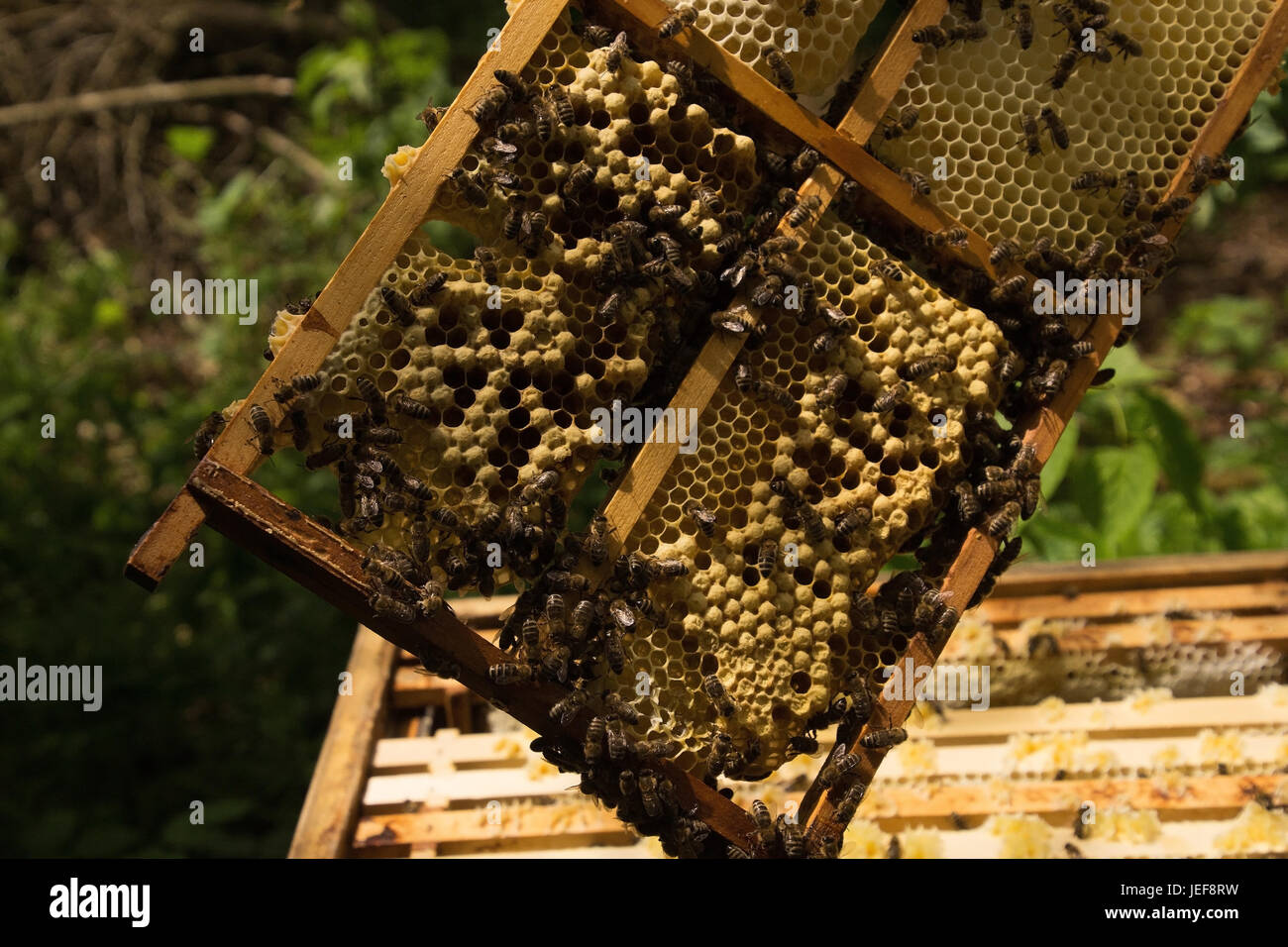 Beekeeper with the honey production in a beekeeping., Imker bei der ...