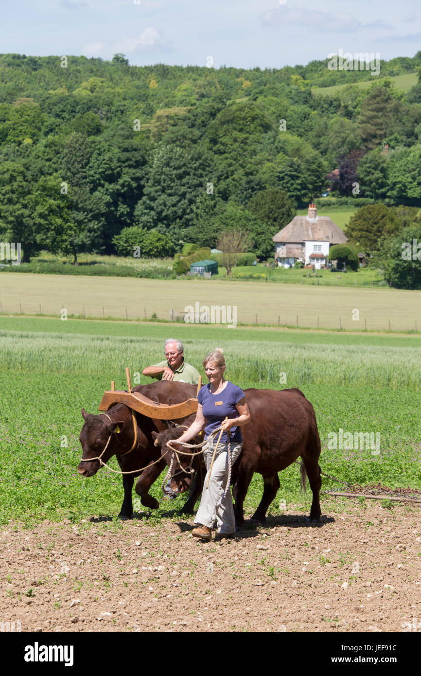 Oxen plough uk hi-res stock photography and images - Alamy
