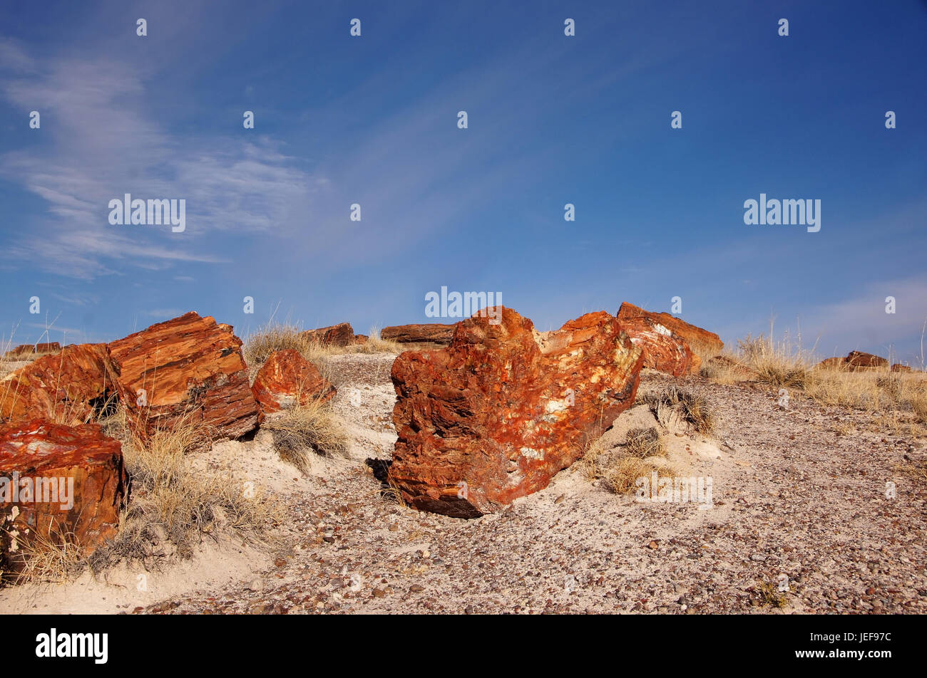Petrified Forest, fossilized trees, national park, Arizona ...
