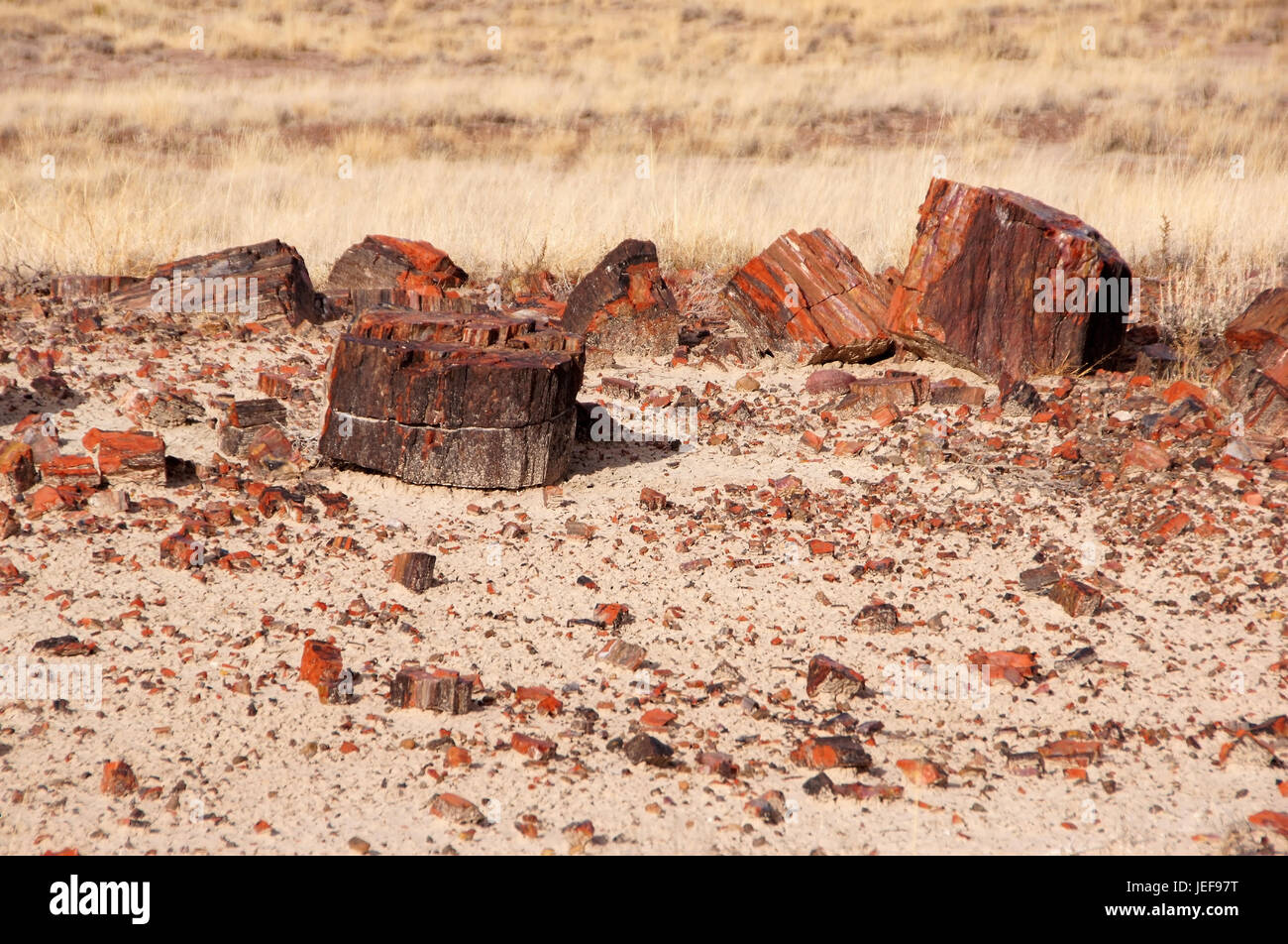 Petrified Forest, fossilized trees, national park, Arizona ...