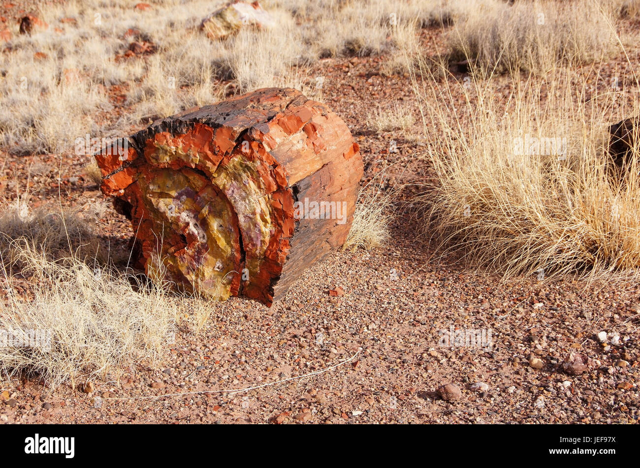 Petrified Forest, fossilized trees, national park, Arizona ...