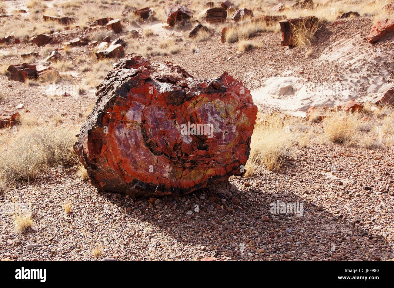 Petrified Forest, fossilized trees, national park, Arizona ...