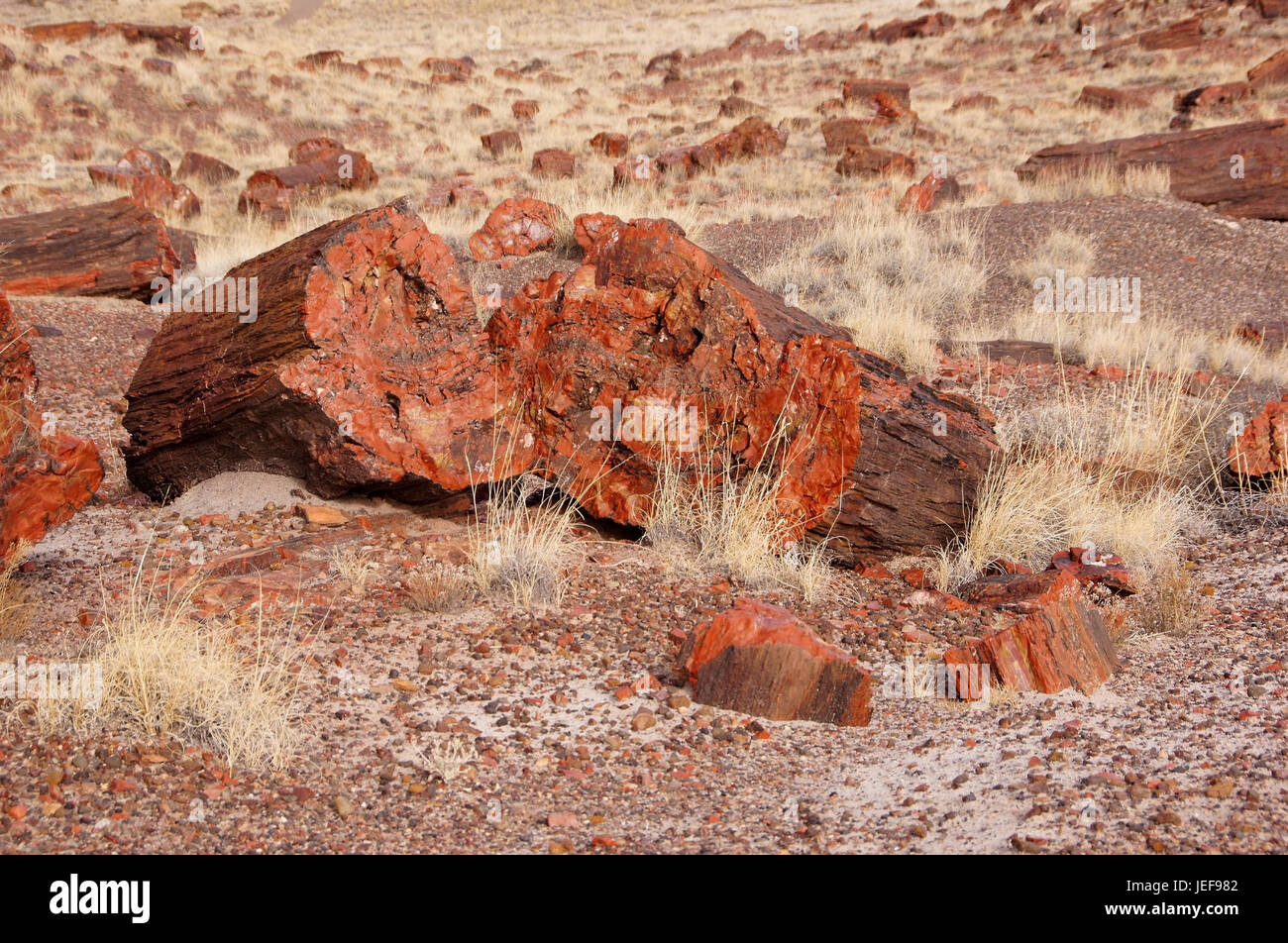 Fossilized trees hi-res stock photography and images - Alamy