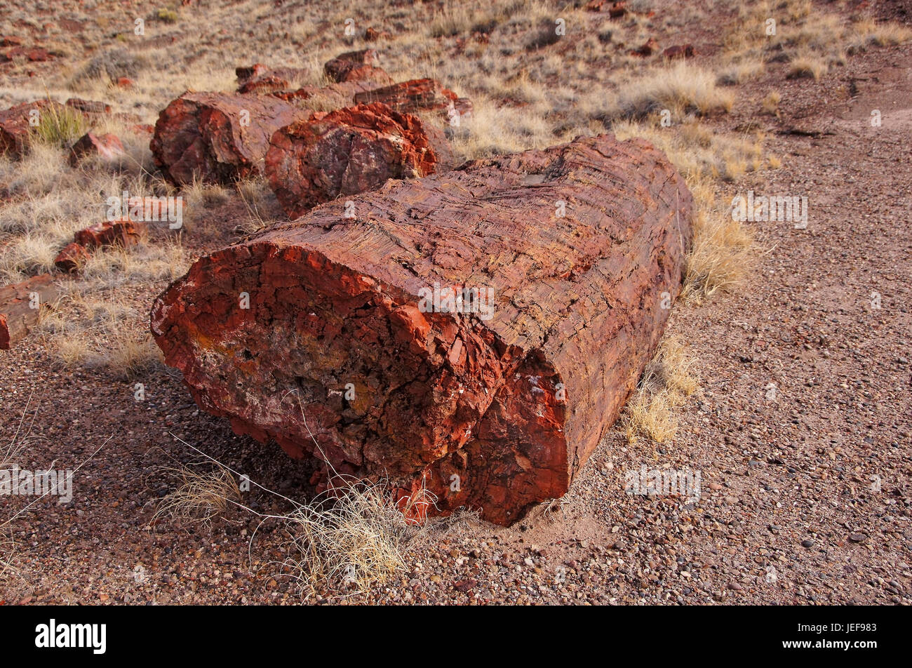 Petrified Forest, fossilized trees, national park, Arizona ...
