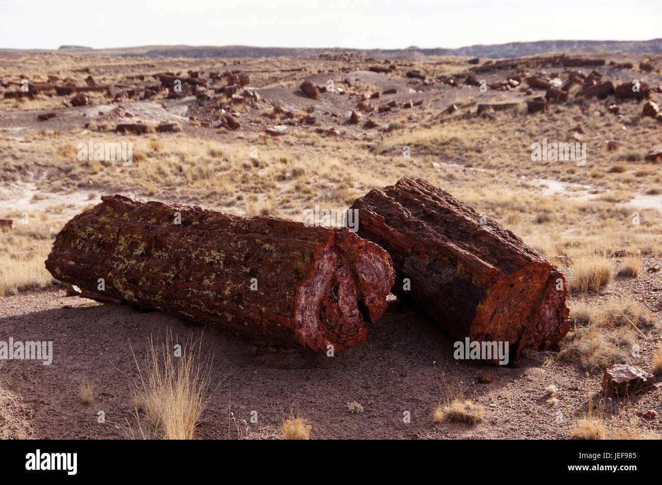 Petrified Forest, fossilized trees, national park, Arizona ...