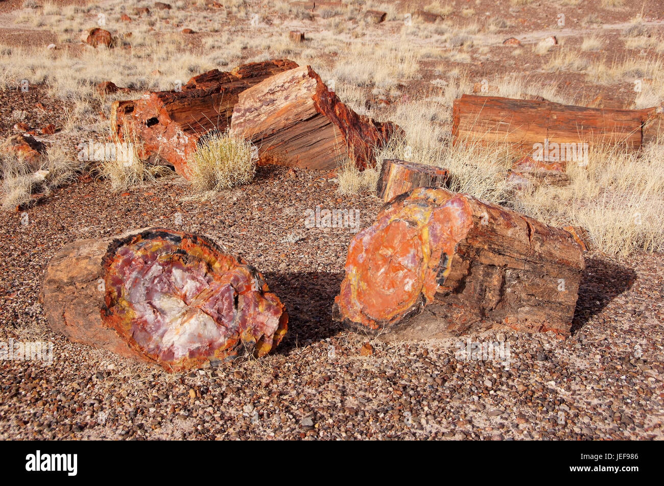 Petrified Forest, fossilized trees, national park, Arizona ...