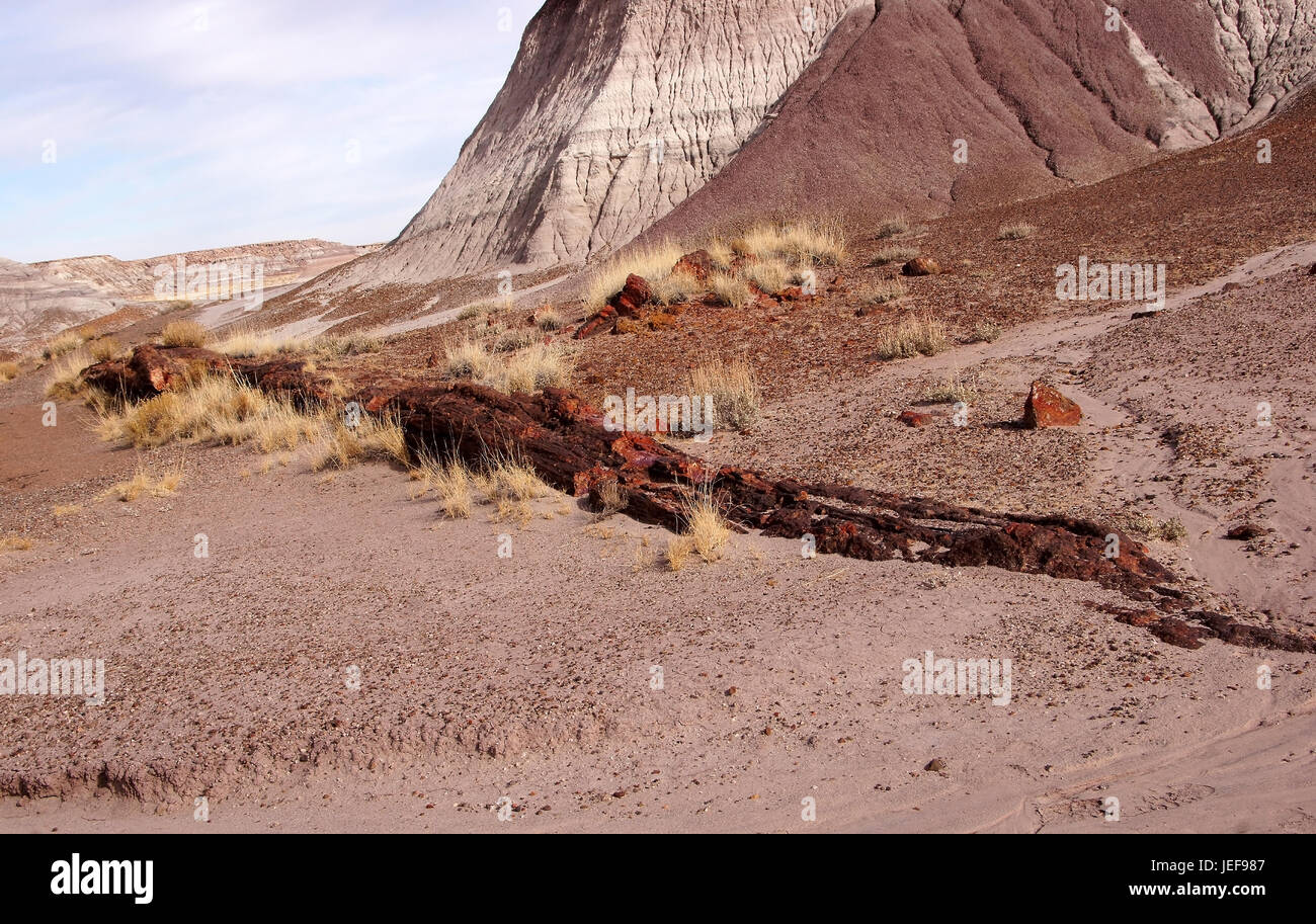 Petrified Forest, fossilized trees, national park, Arizona ...
