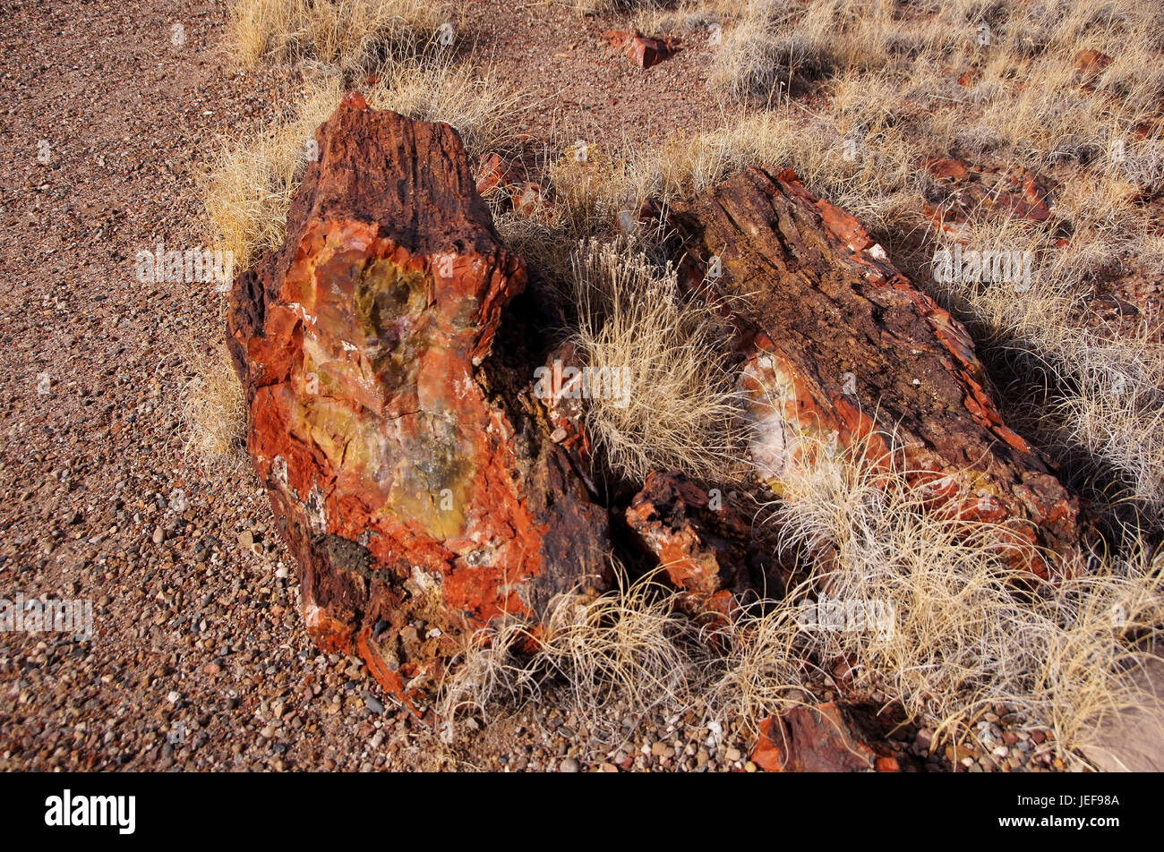 Petrified Forest, fossilized trees, national park, Arizona ...