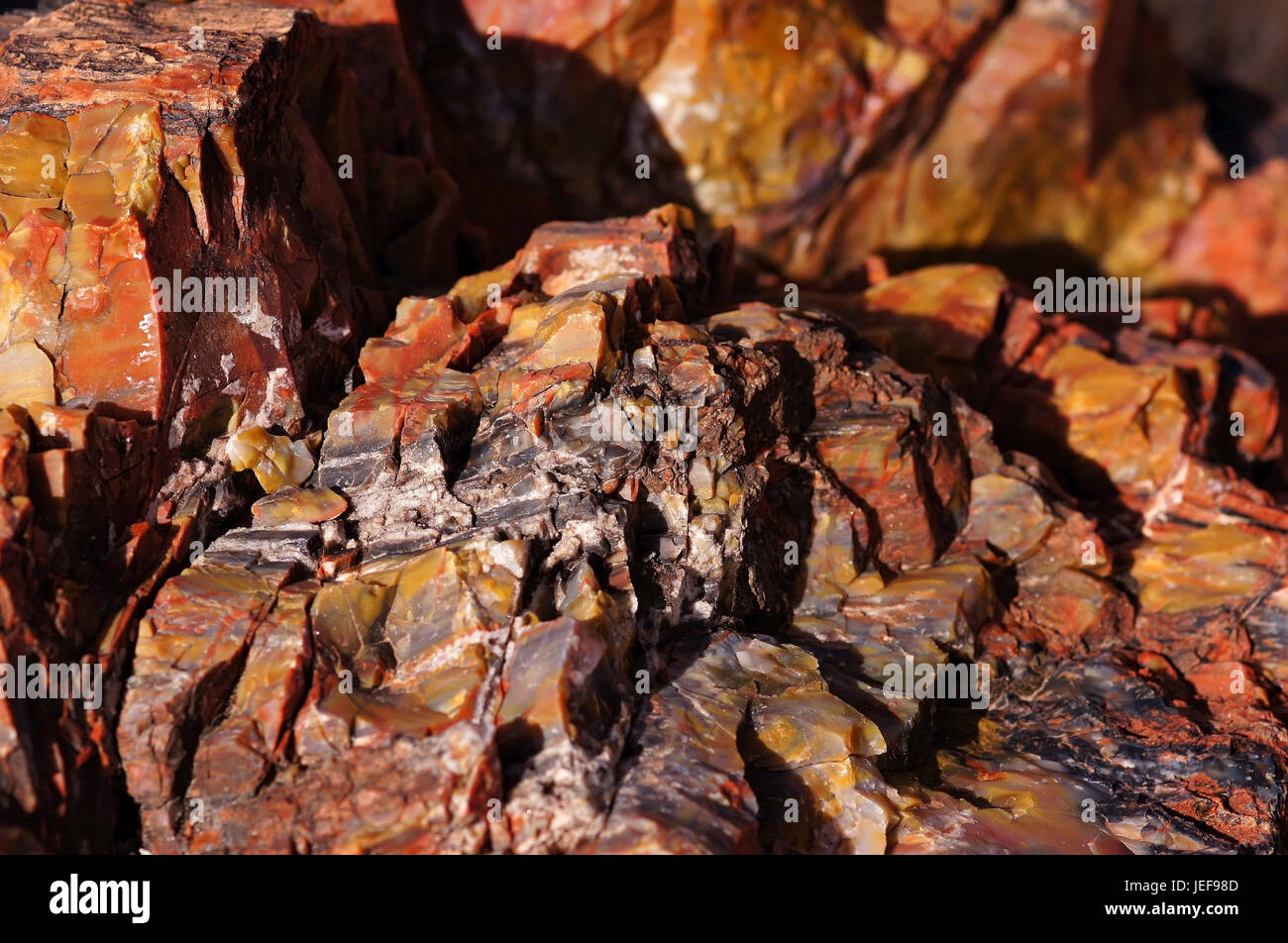 Petrified Forest, fossilized trees, national park, Arizona ...