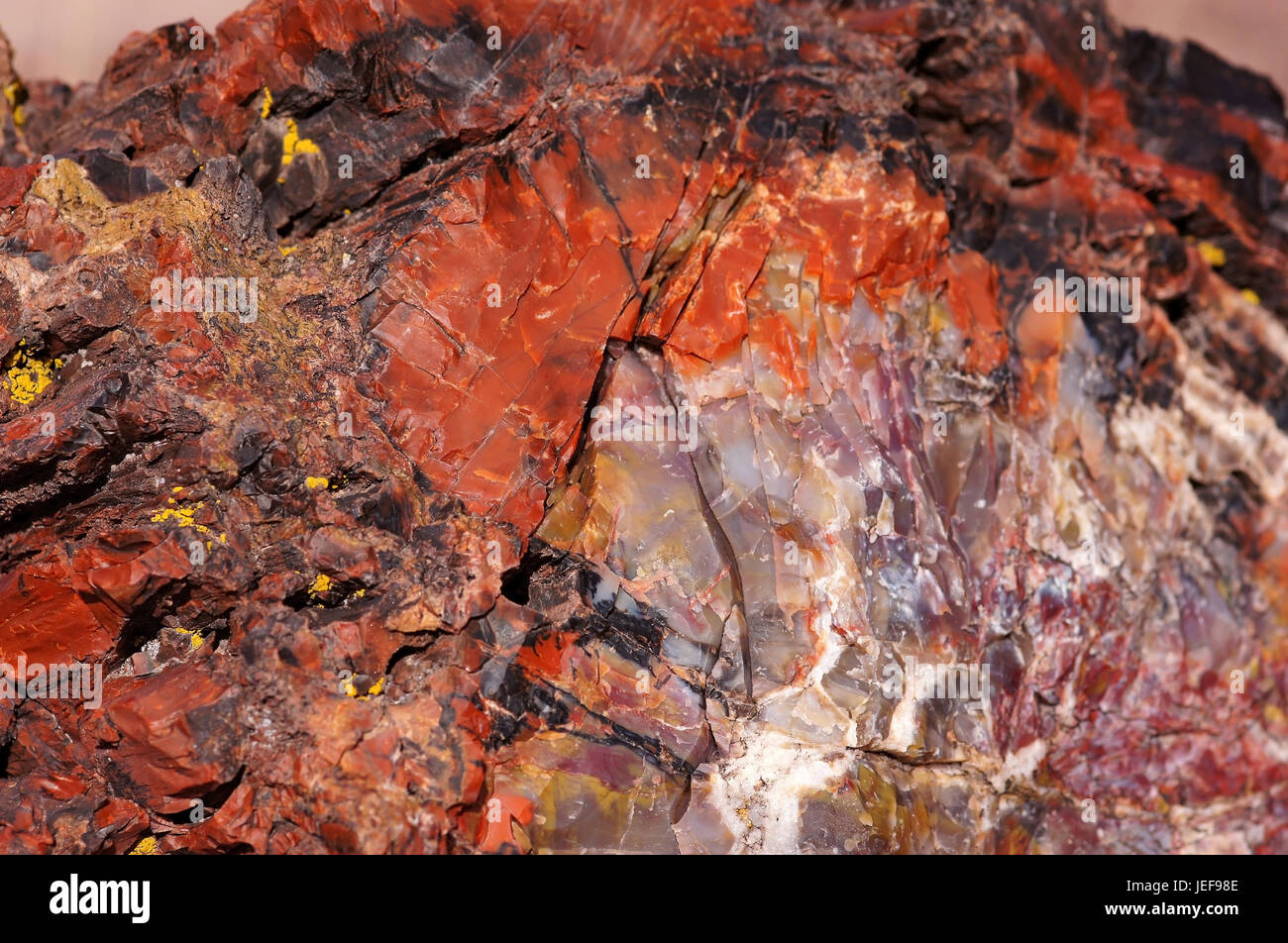 Petrified Forest, fossilized trees, national park, Arizona ...