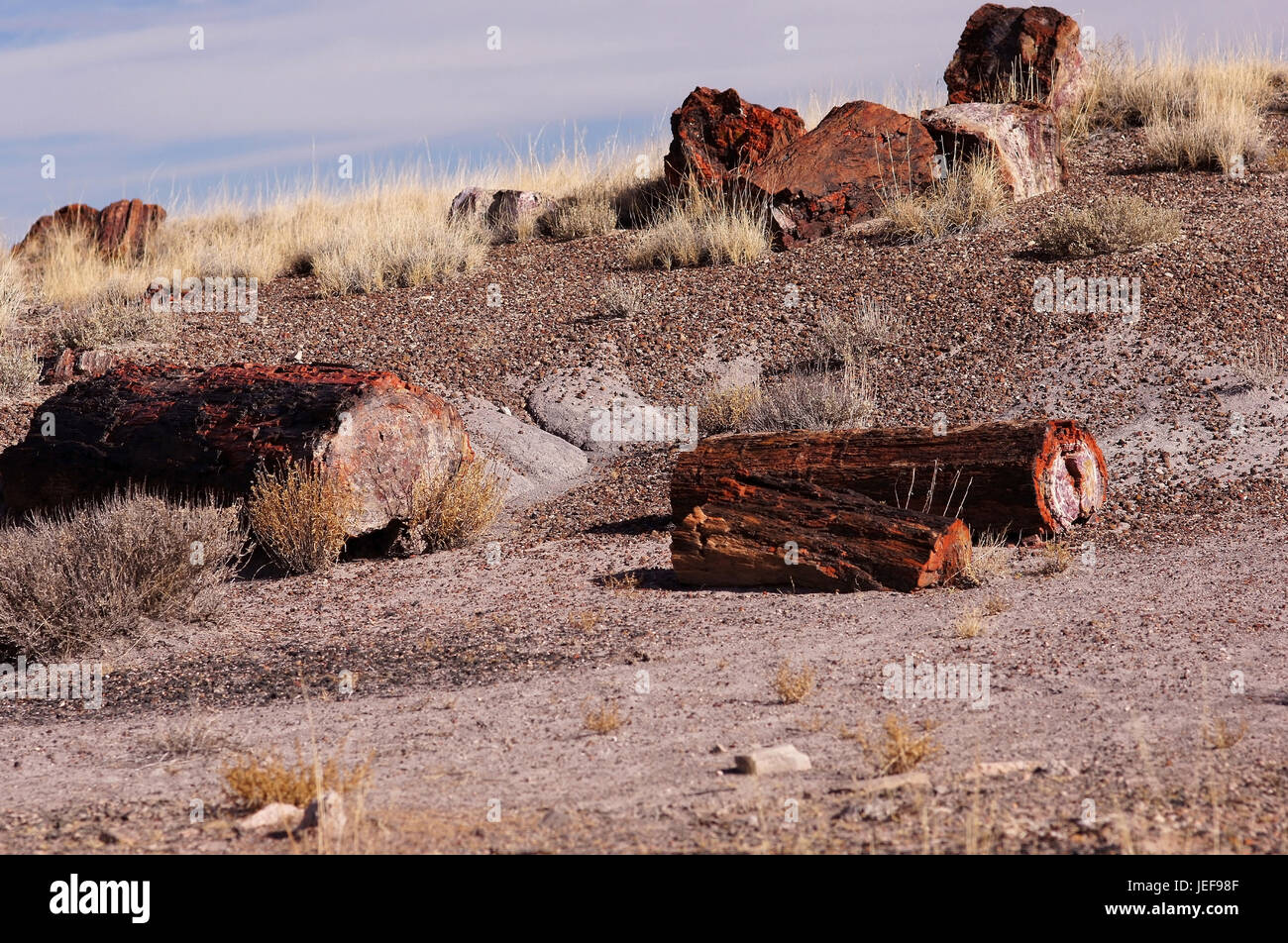 Petrified Forest, fossilized trees, national park, Arizona ...