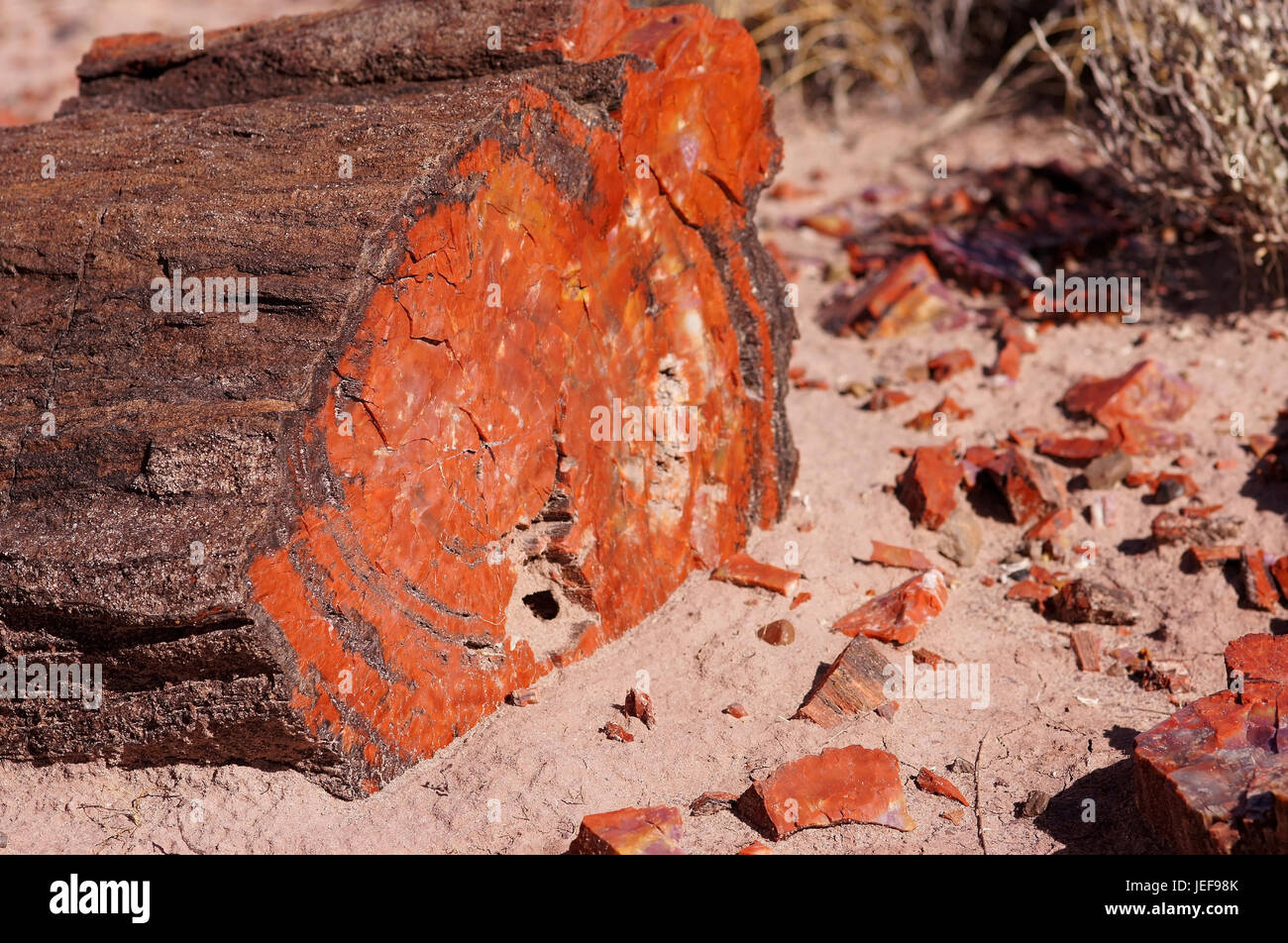 Petrified Forest, fossilized trees, national park, Arizona ...