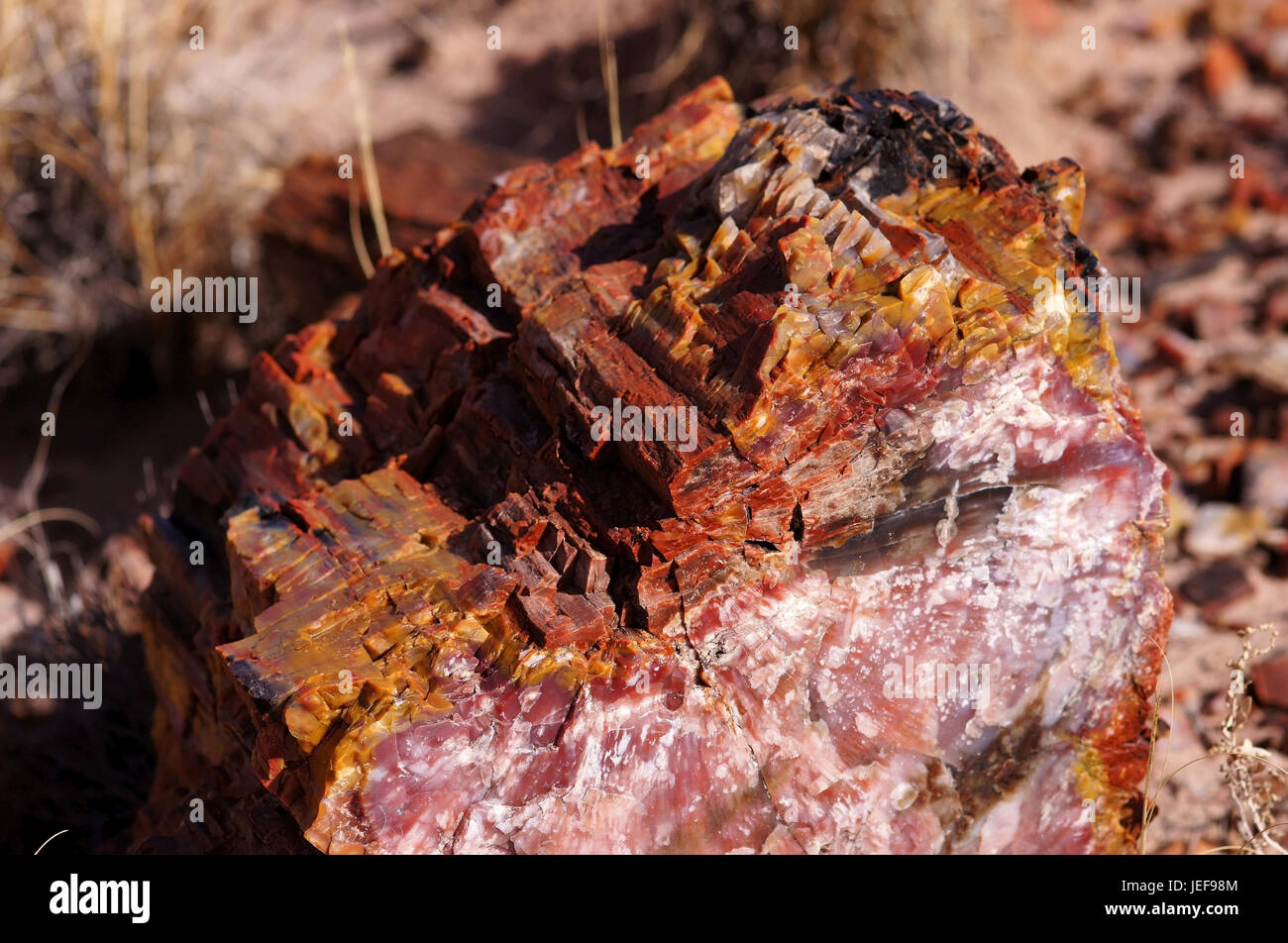 Petrified Forest, fossilized trees, national park, Arizona ...