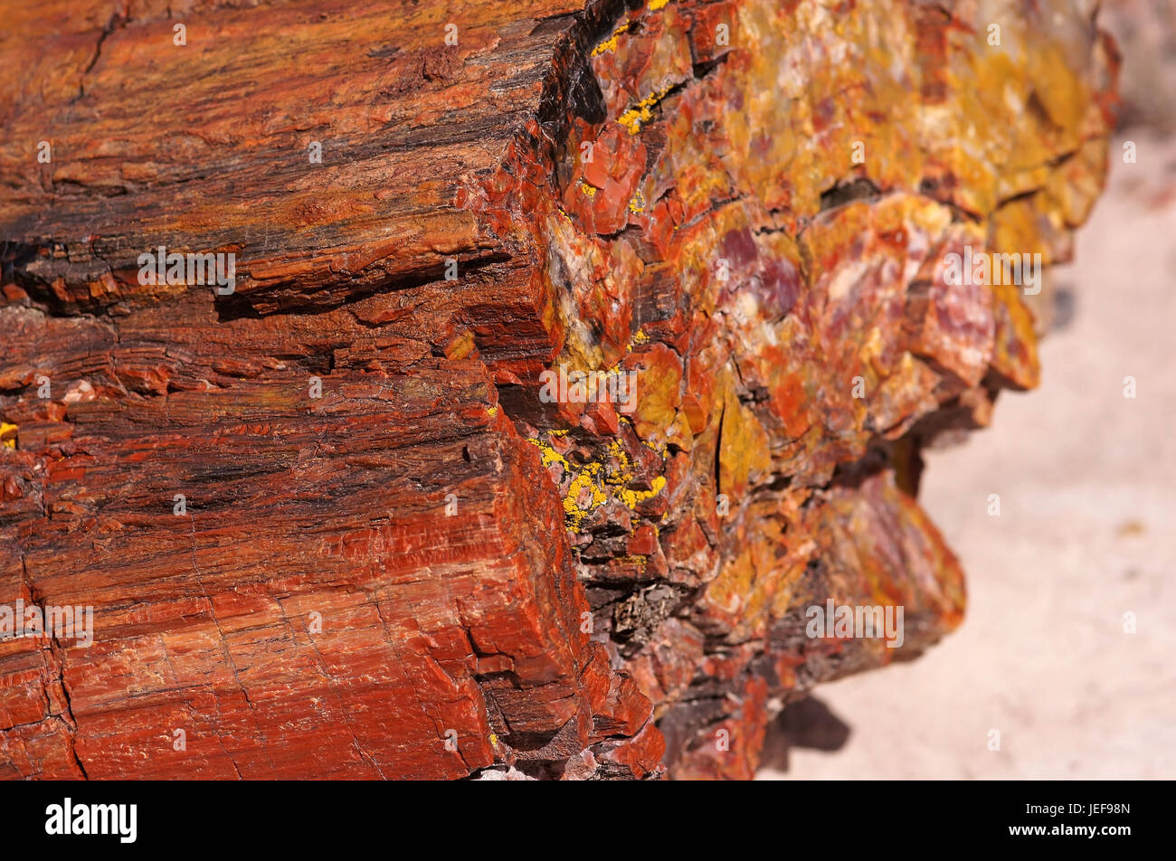 Petrified Forest, fossilized trees, national park, Arizona ...