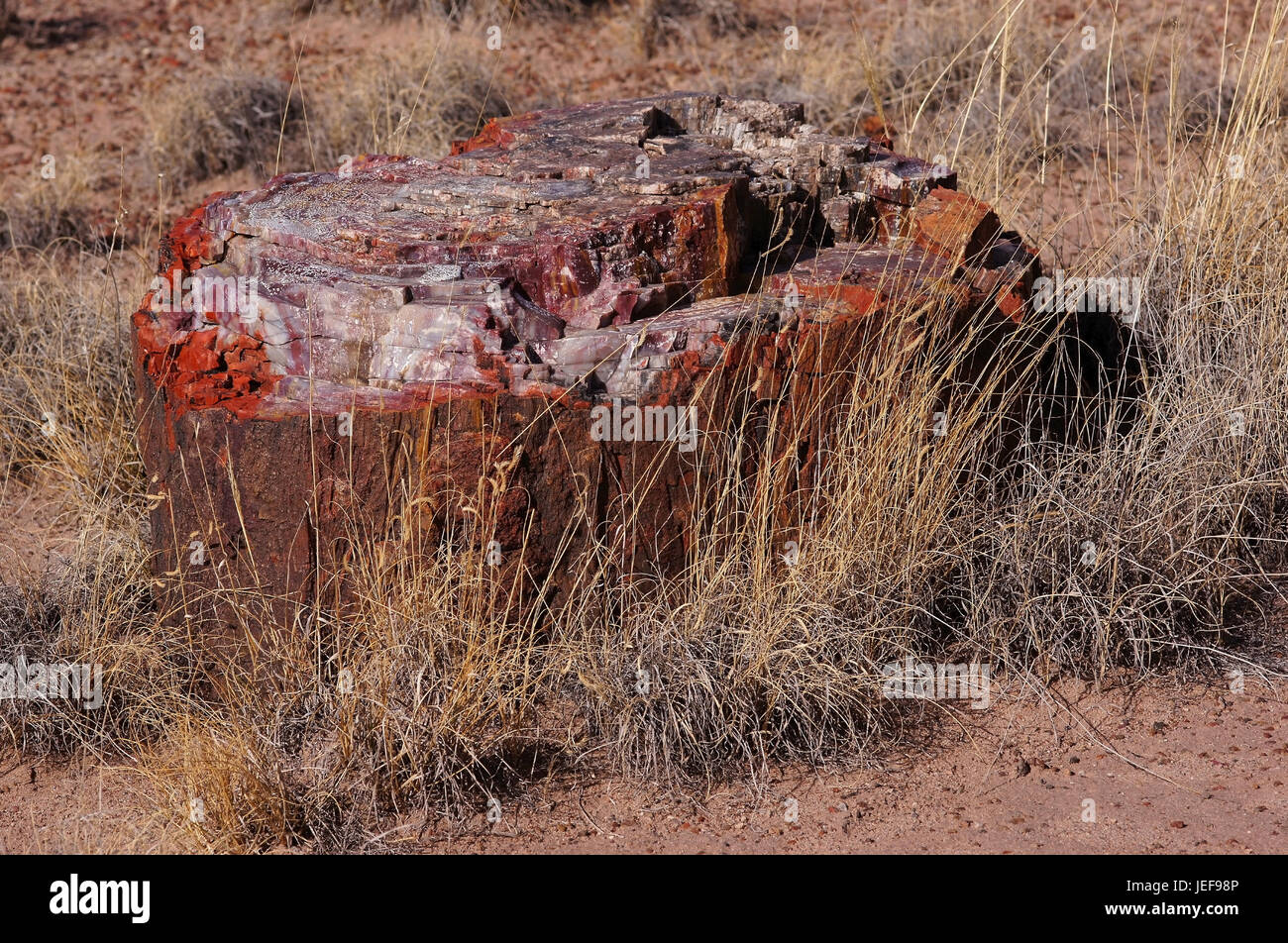 Petrified Forest, fossilized trees, national park, Arizona ...
