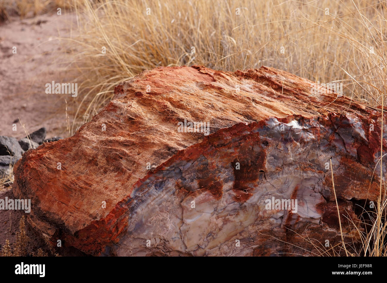 Petrified Forest, fossilized trees, national park, Arizona ...