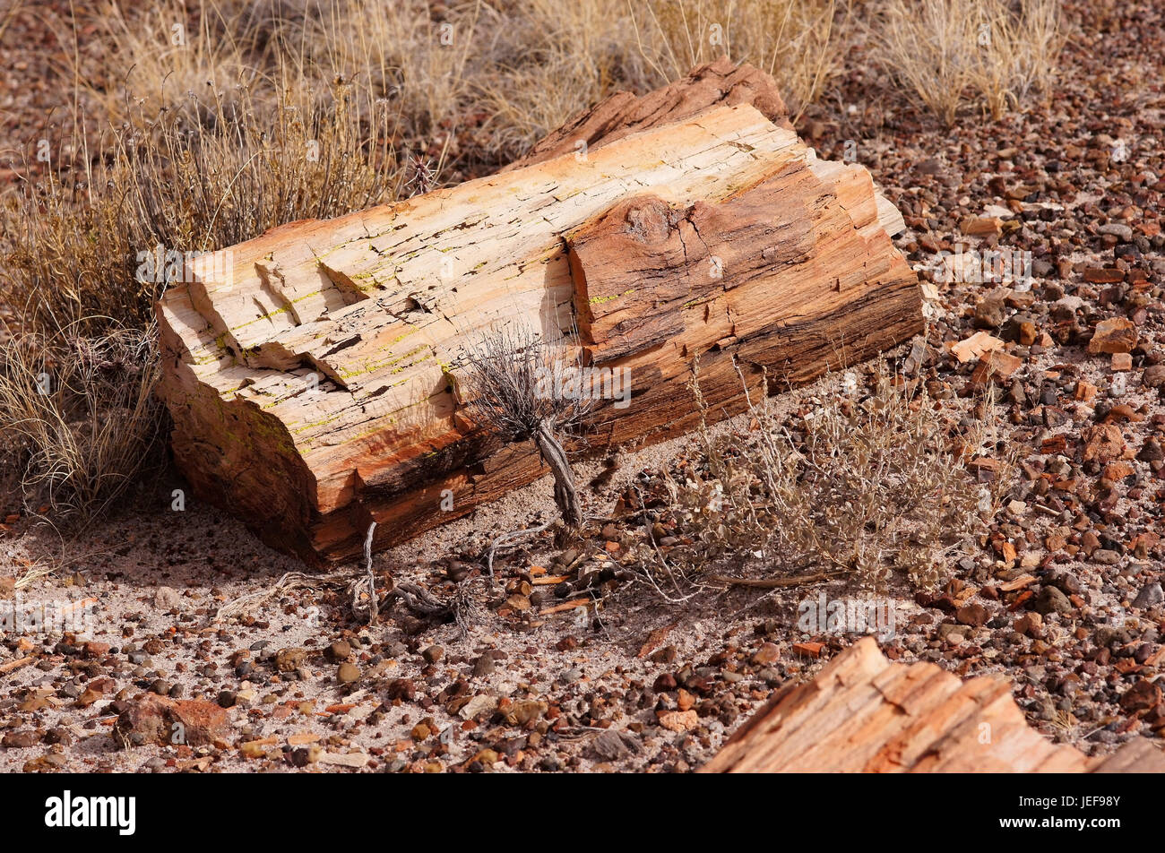 Petrified Forest, fossilized trees, national park, Arizona ...
