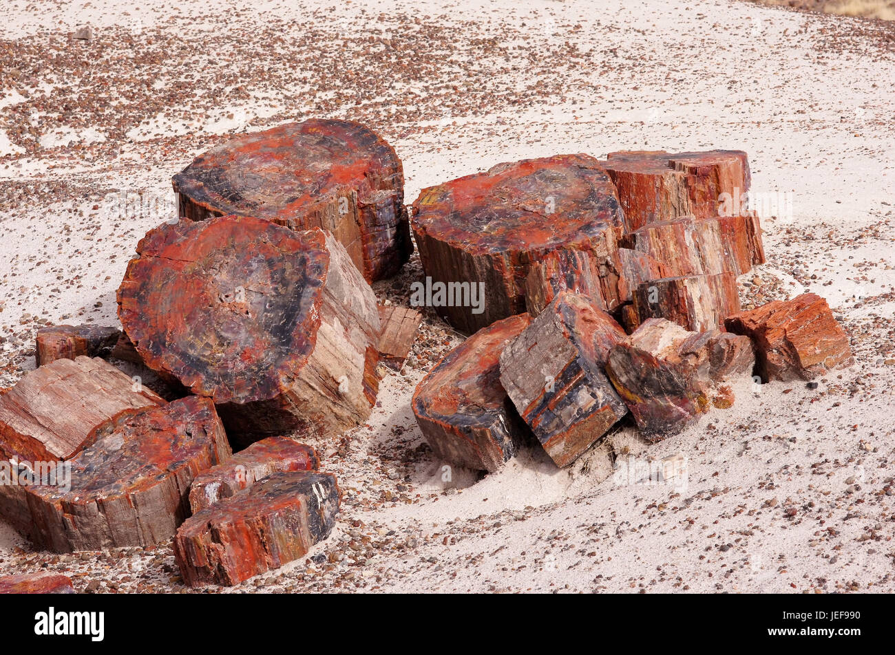 Petrified Forest, fossilized trees, national park, Arizona ...