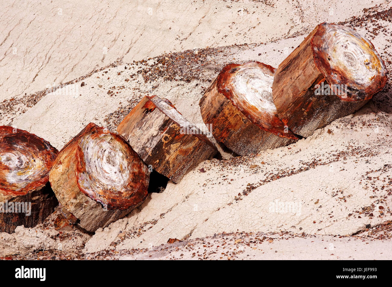 Petrified Forest, fossilized trees, national park, Arizona ...