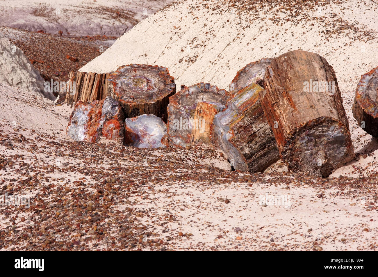 Petrified Forest, fossilized trees, national park, Arizona ...