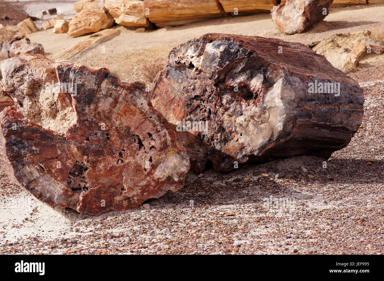 Petrified Forest, fossilized trees, national park, Arizona ...