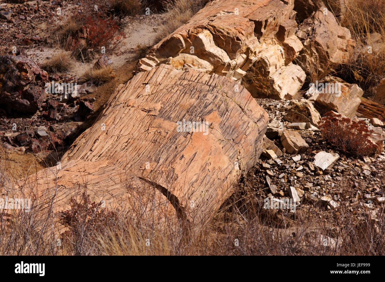 Petrified Forest, fossilized trees, national park, Arizona ...