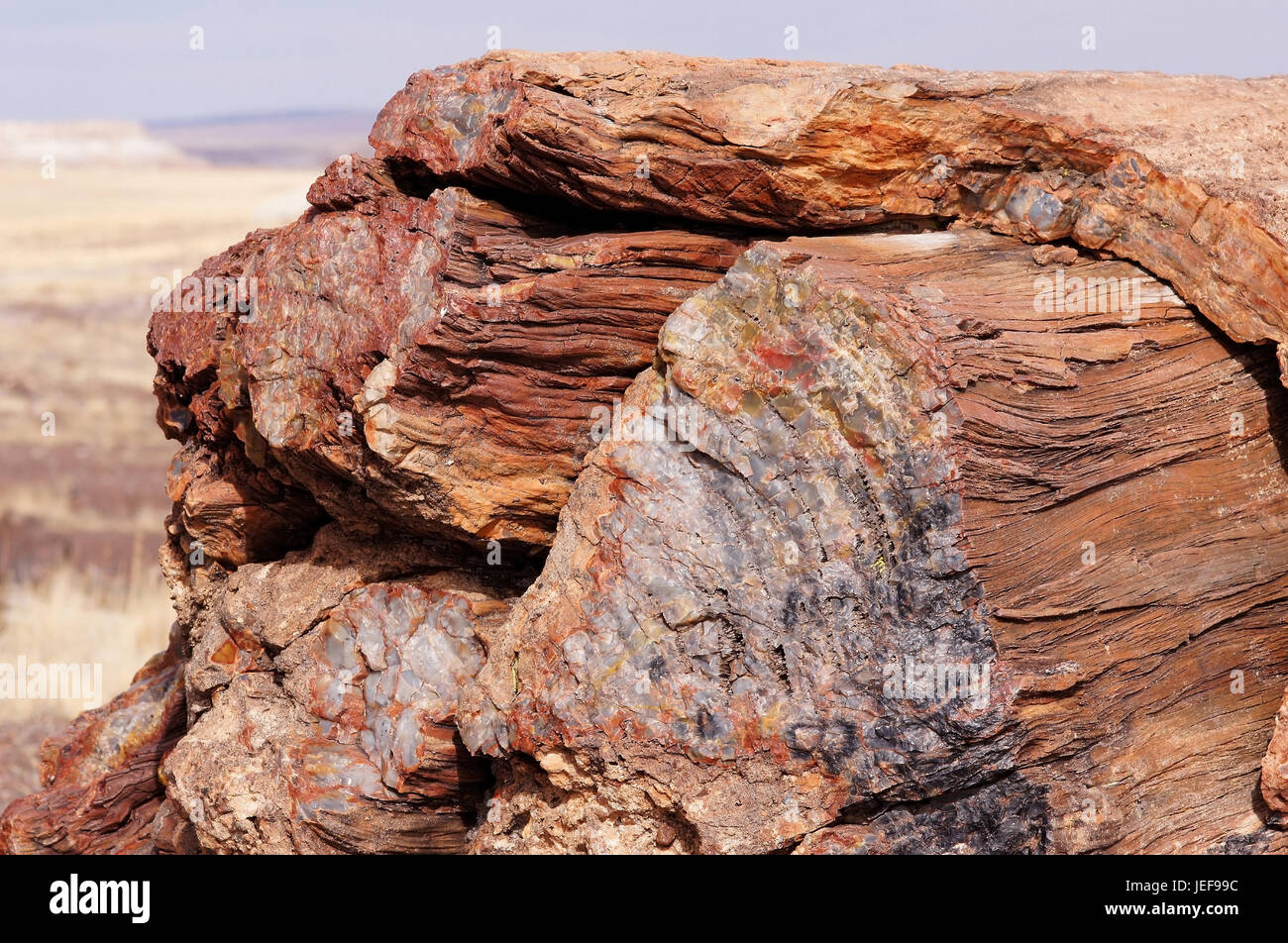 Petrified Forest, fossilized trees, national park, Arizona ...