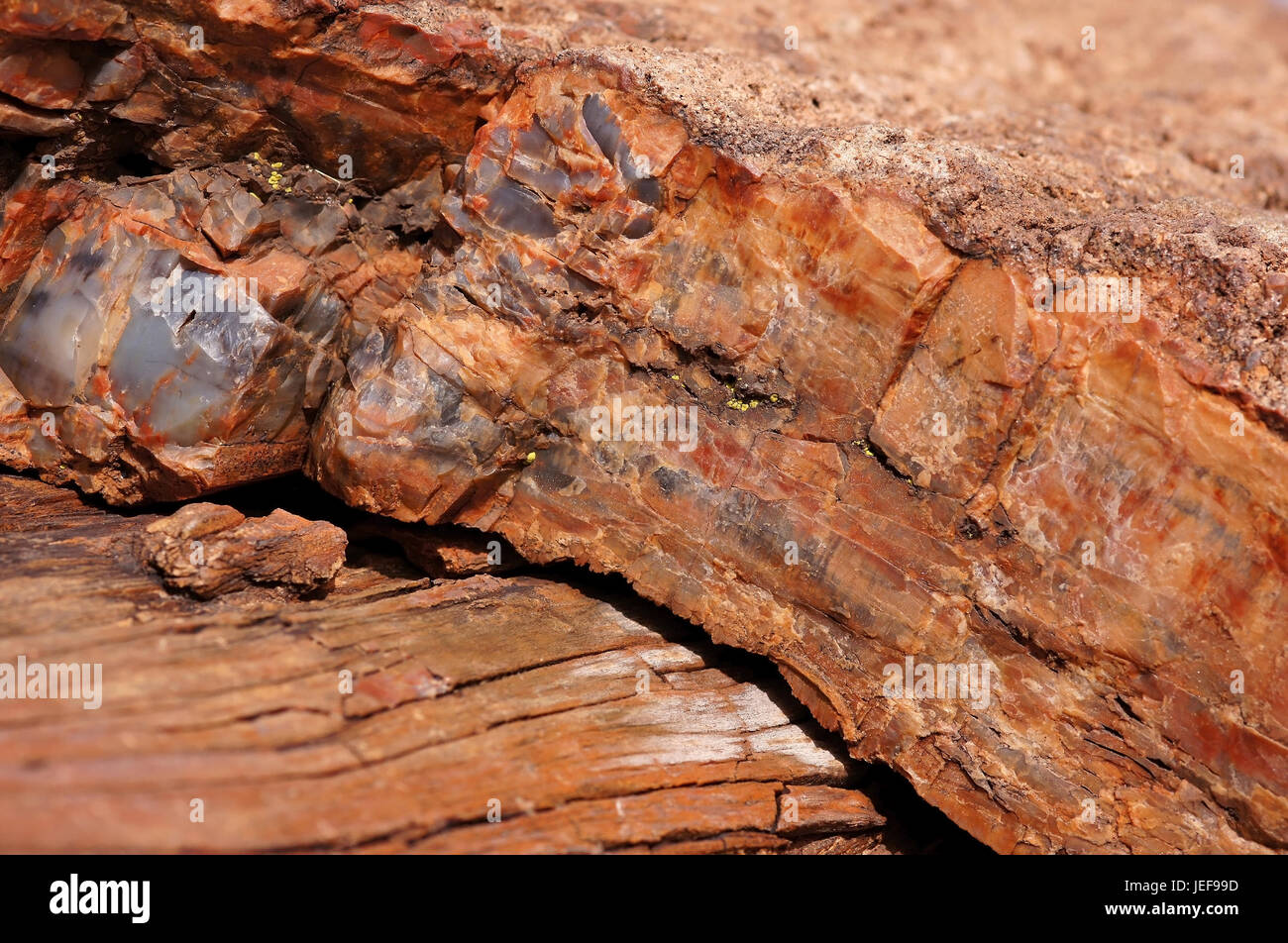 Petrified Forest, fossilized trees, national park, Arizona ...