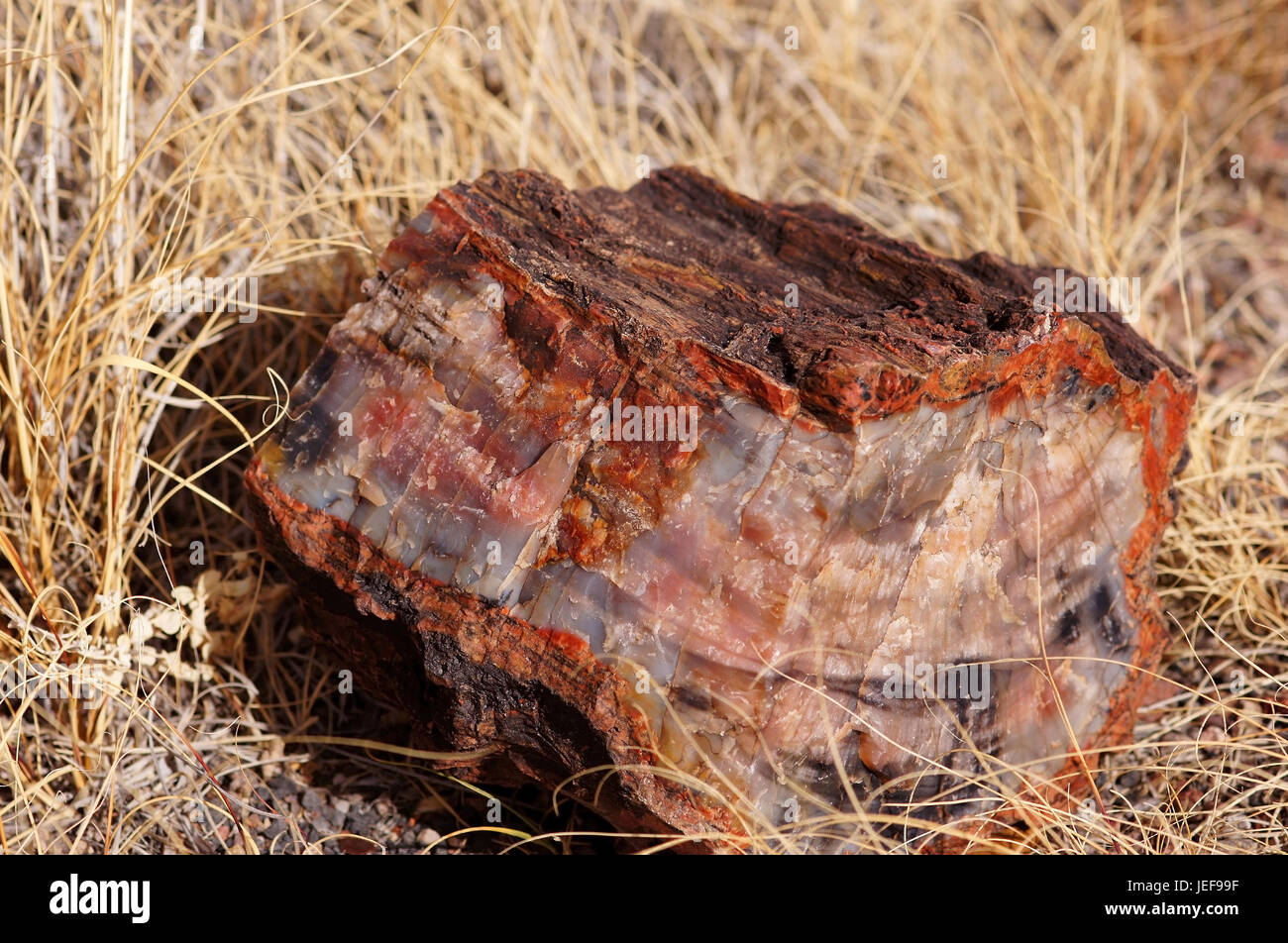 Petrified Forest, fossilized trees, national park, Arizona ...