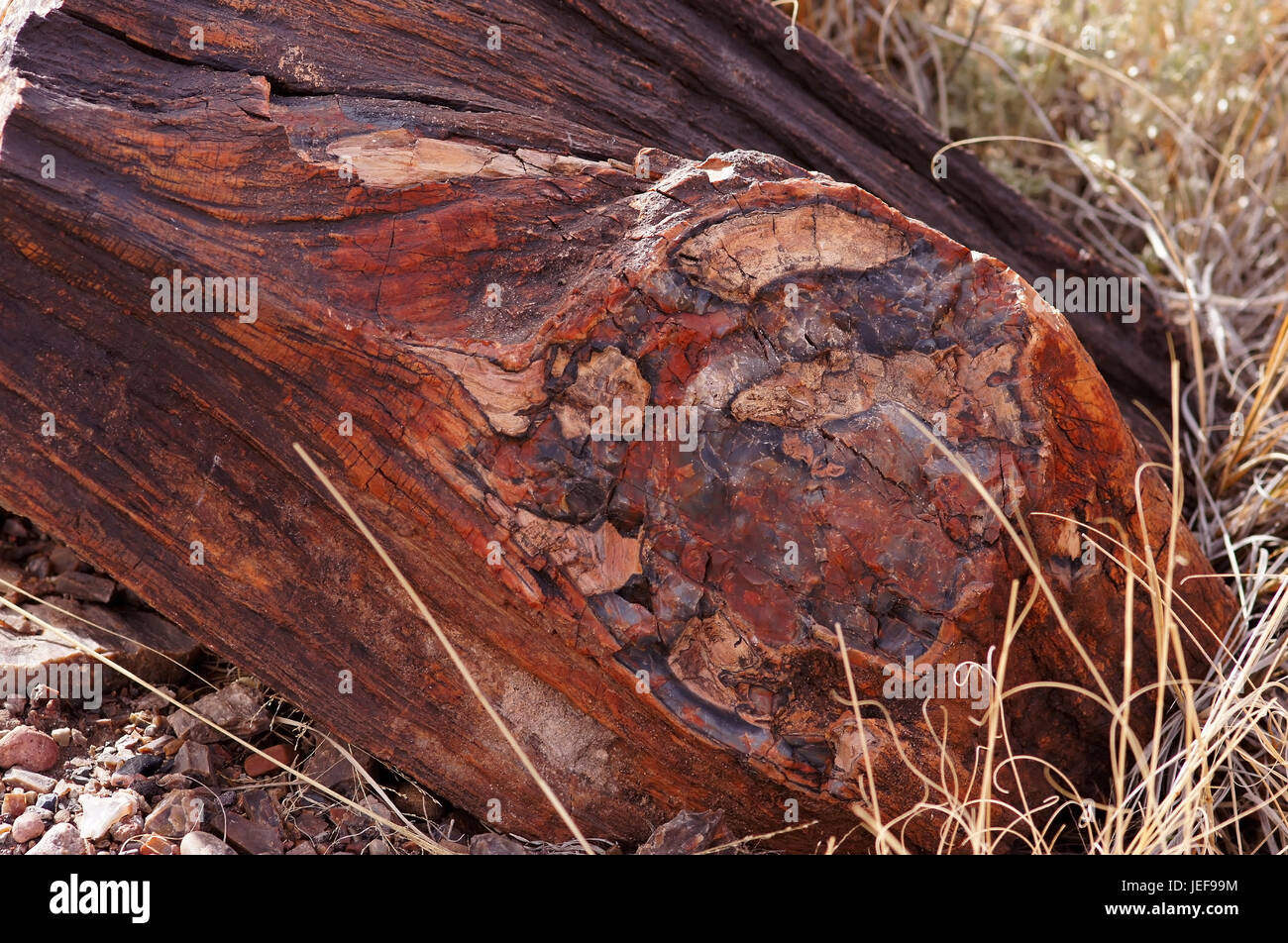 Petrified Forest, fossilized trees, national park, Arizona ...