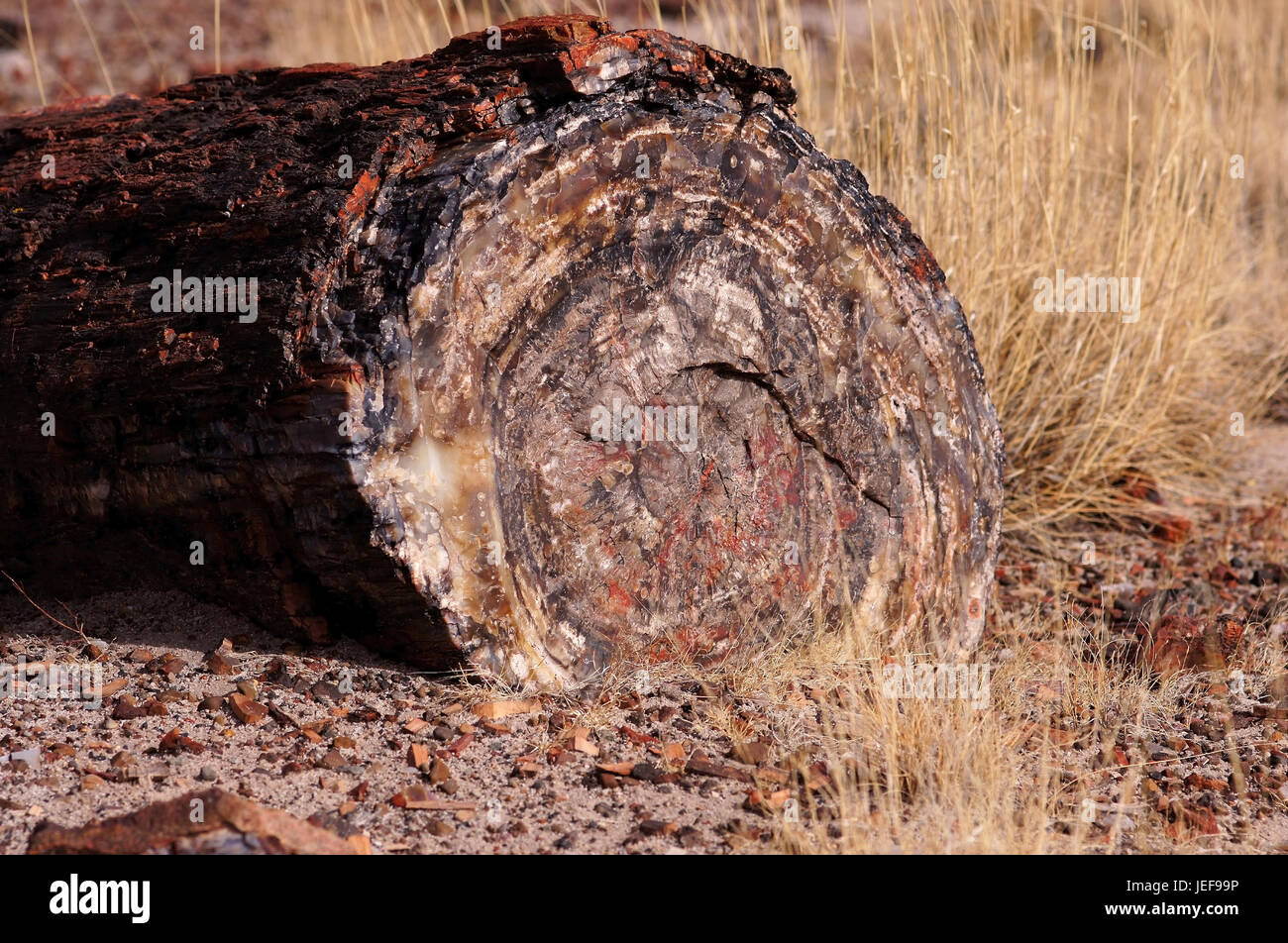 Petrified Forest, fossilized trees, national park, Arizona ...
