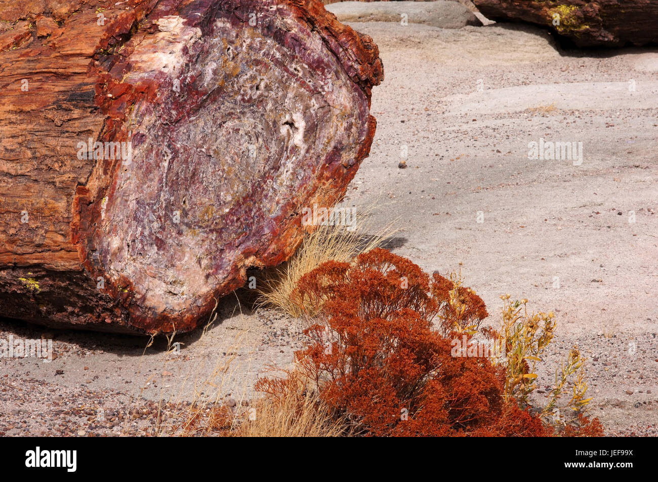 Petrified Forest, fossilized trees, national park, Arizona ...