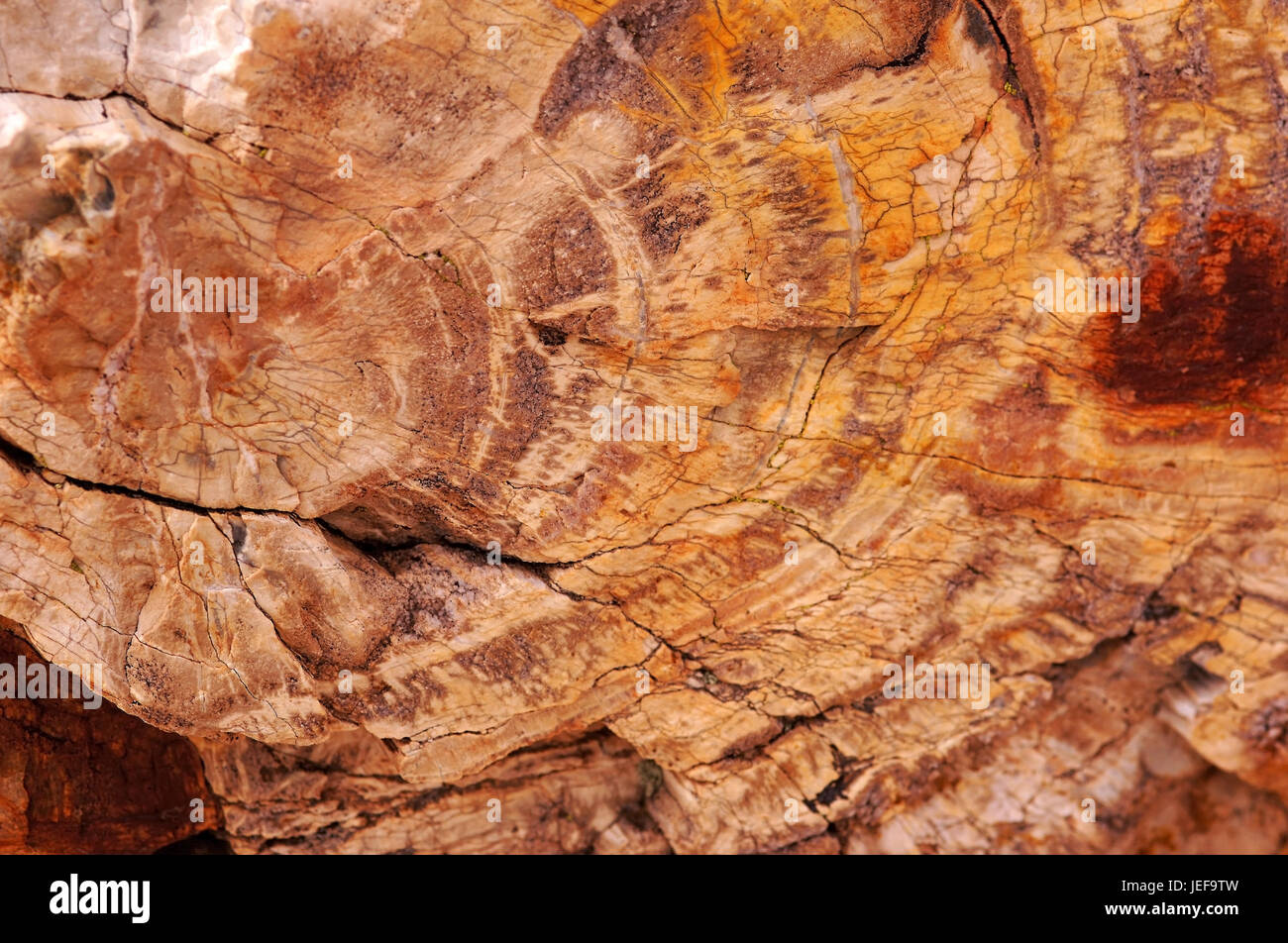 The Petrified Forest-national park is a national park of the United ...