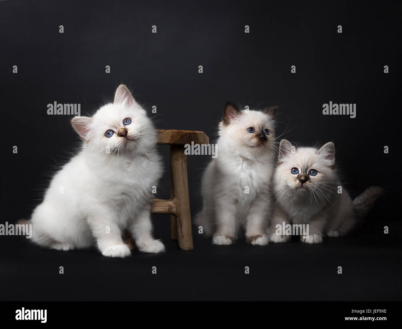 Three Sacred Birman kittens playing with a wooden stool isolated on ...