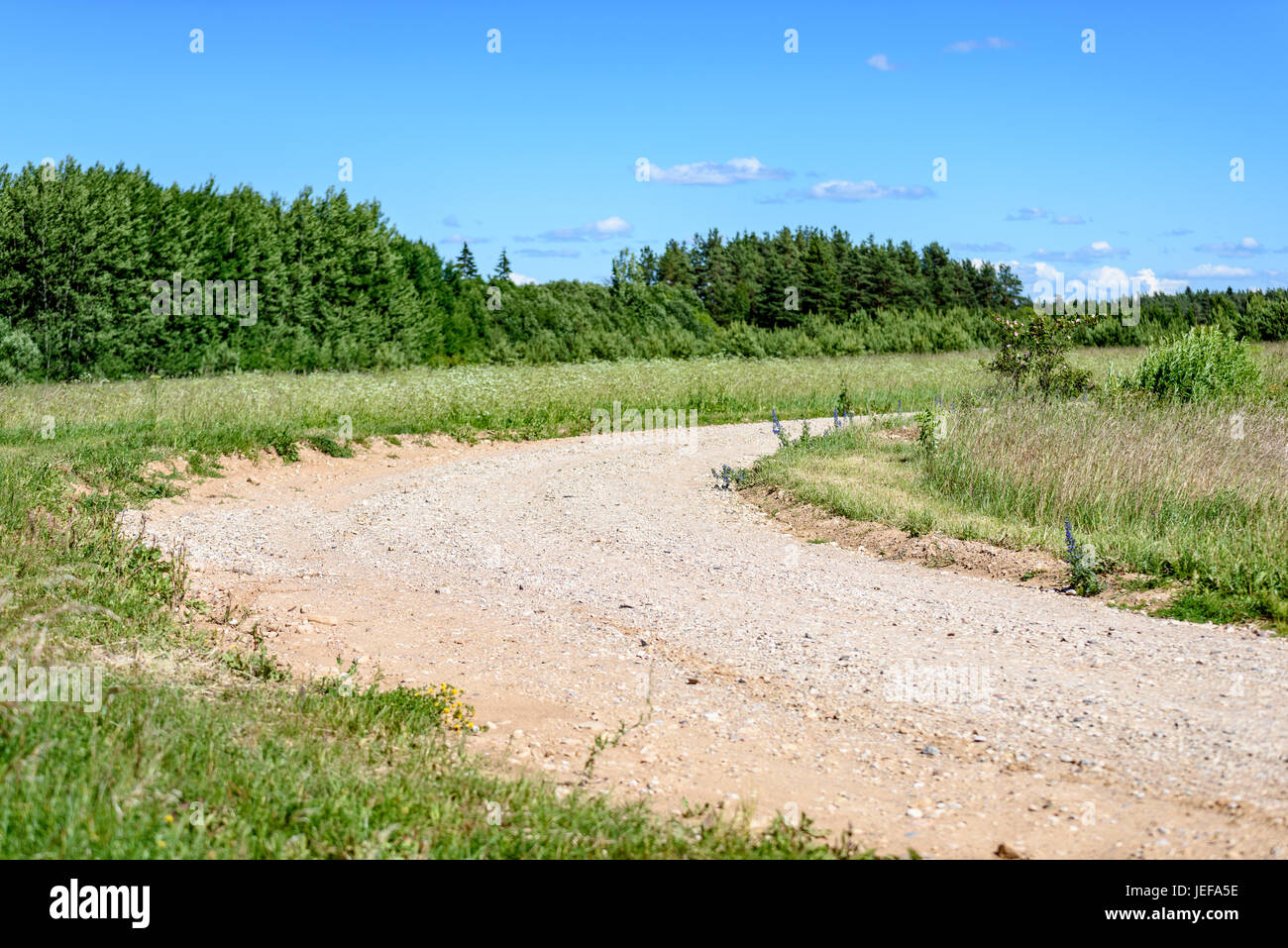 empty road with tire tracks in the countryside with forest in ...