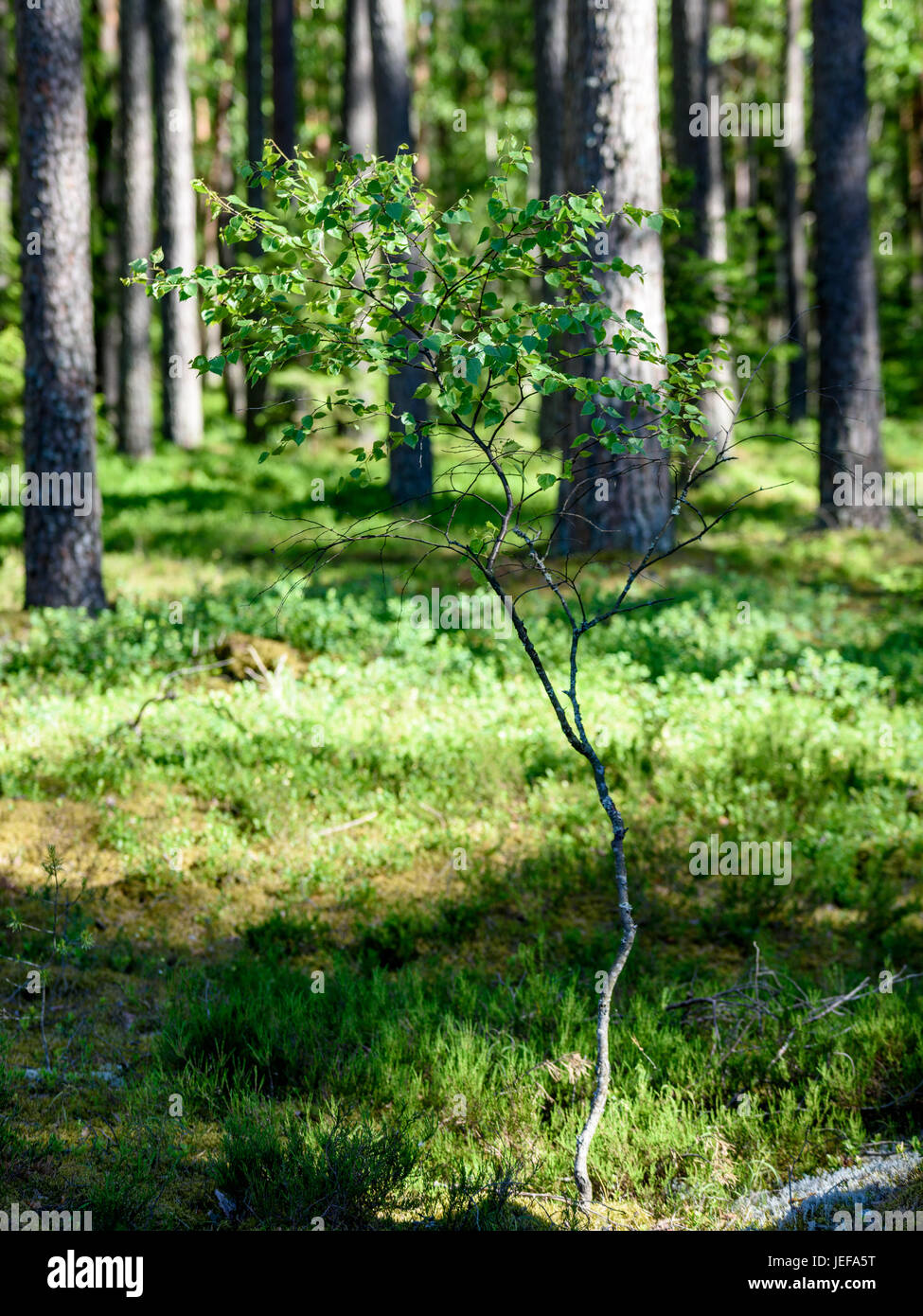 green forest with tree trunks and light rays, shadows in summer Stock ...