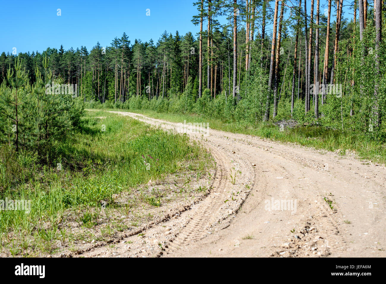 empty road with tire tracks in the countryside with forest in ...