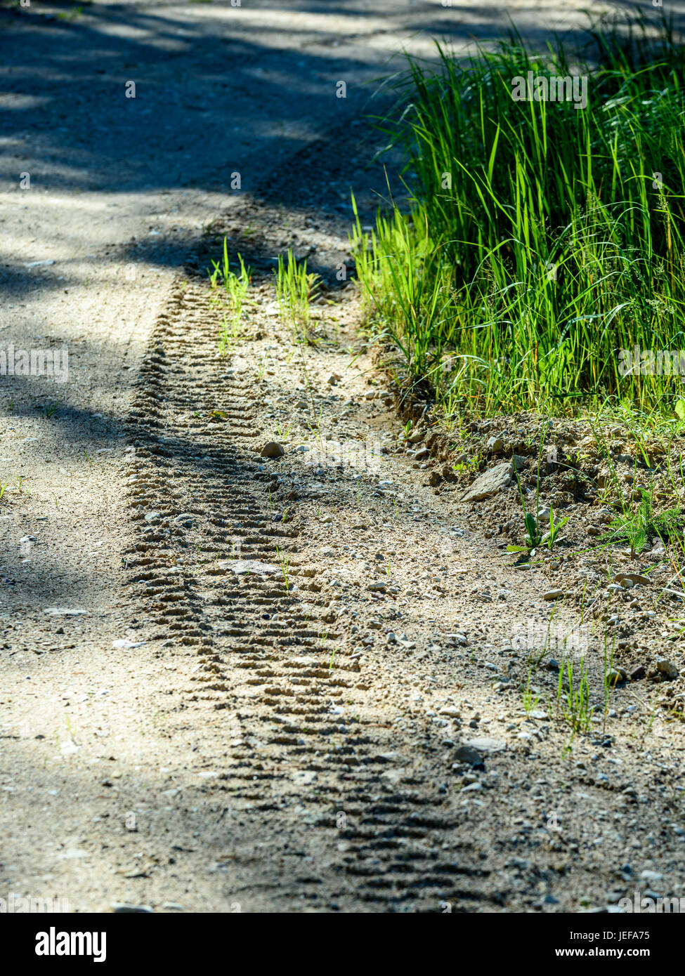 empty road with tire tracks in the countryside with forest in ...